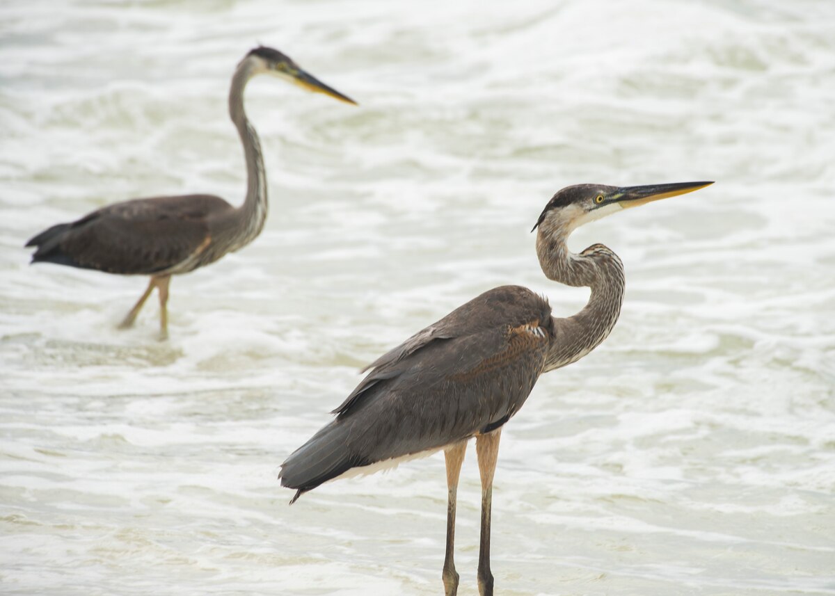 Life on Santa Rosa Island Range > Eglin Air Force Base > Article Display