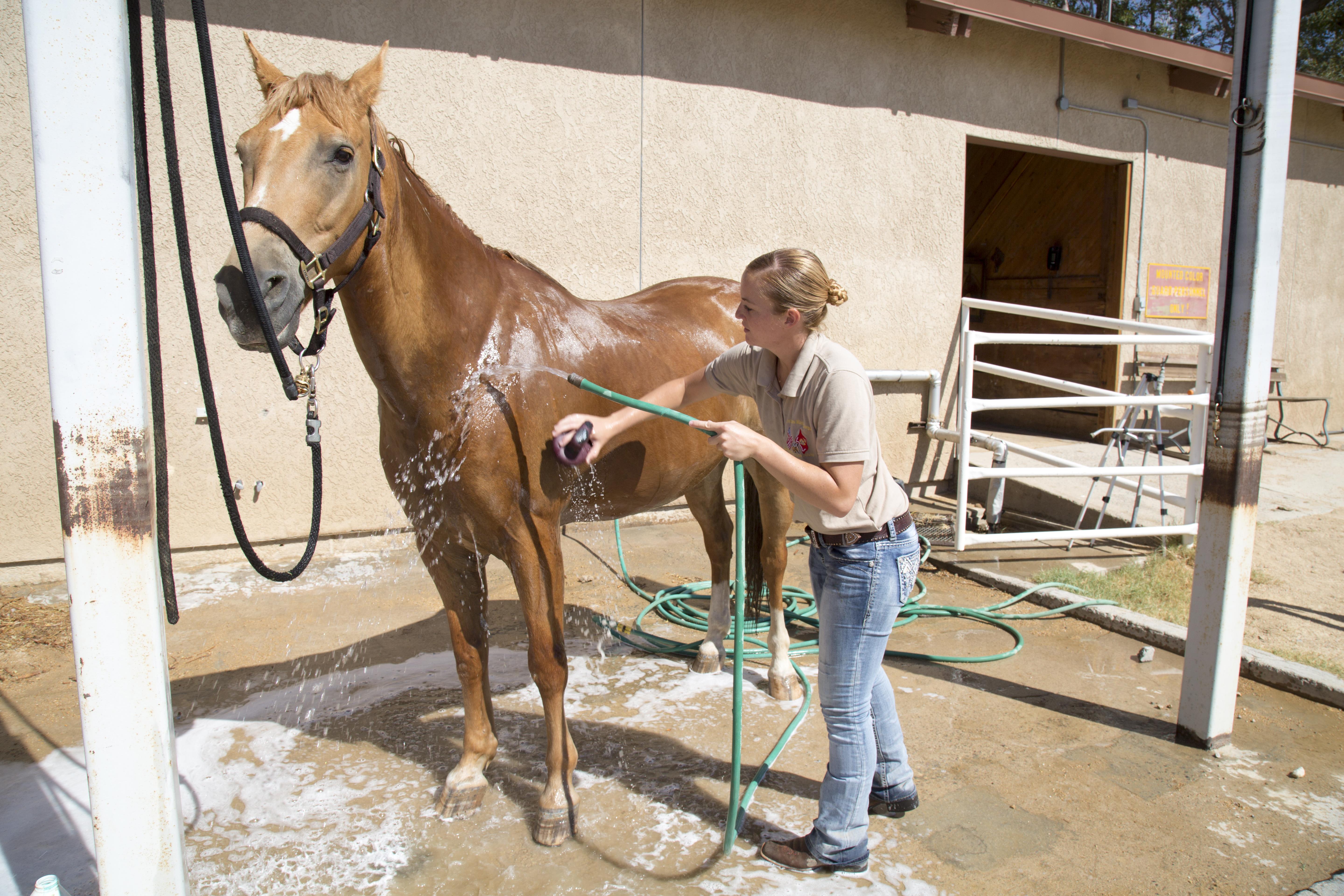 A day in the life of the USMC’s last Mounted Color Guard > Marine Corps ...