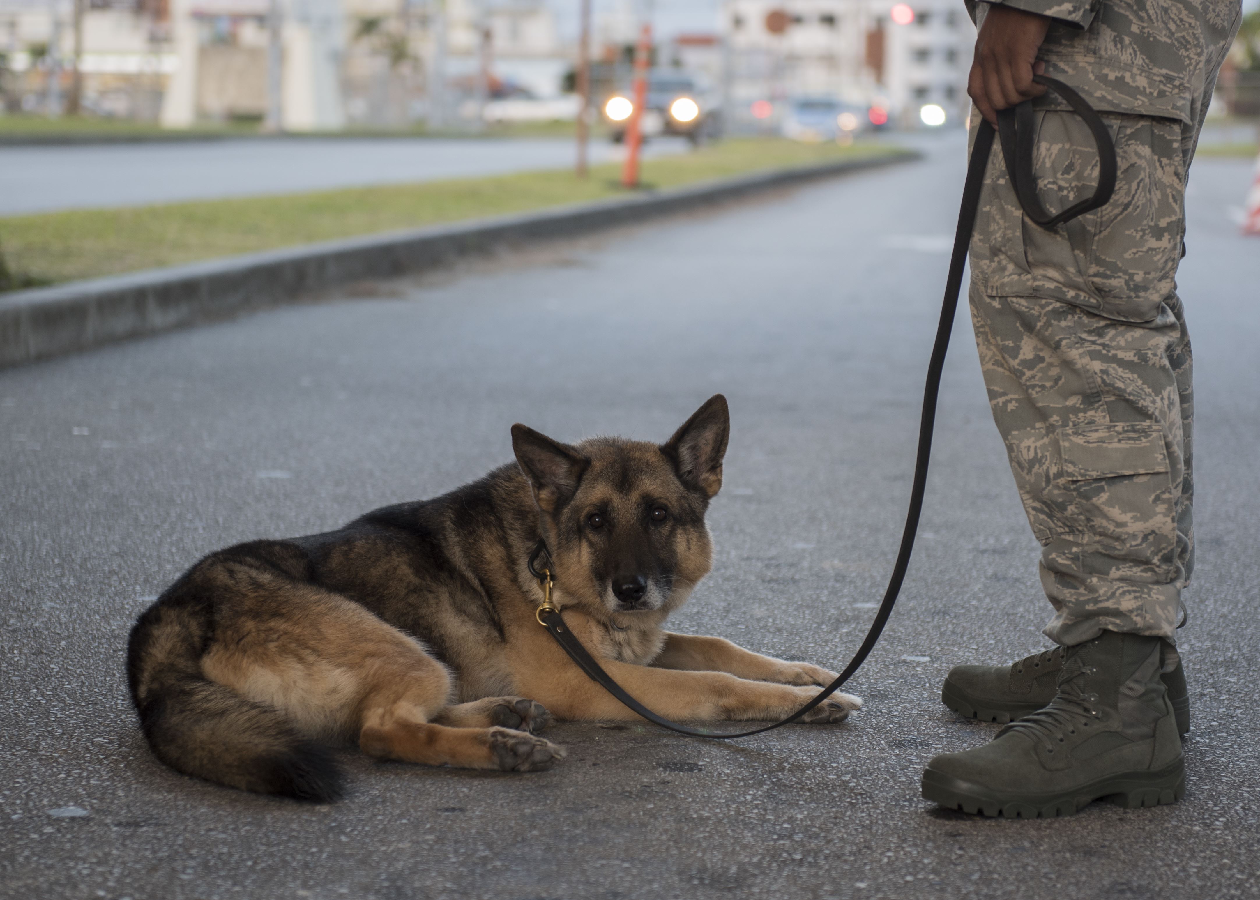 It’s a hard bark life > Kadena Air Base > Display