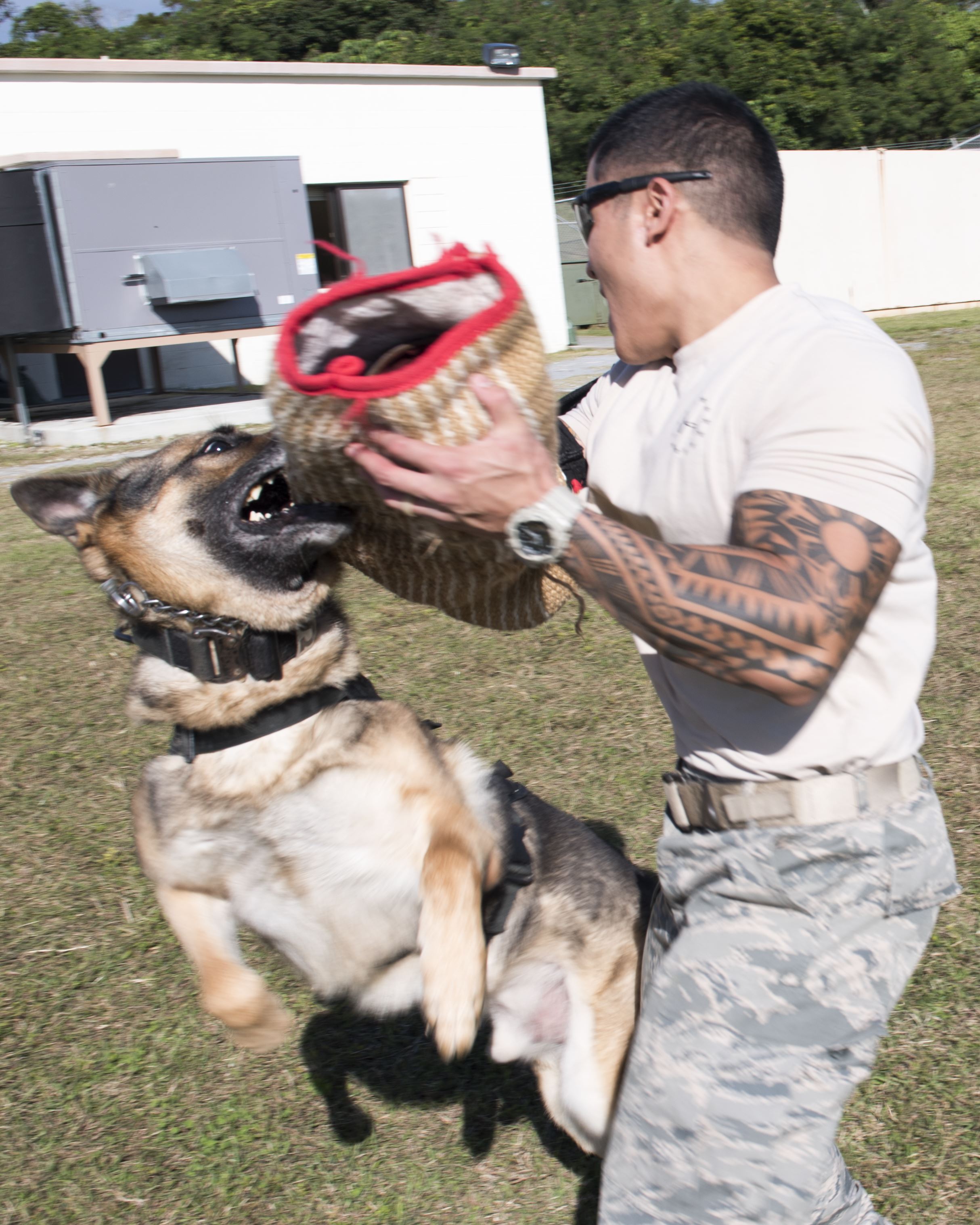 It’s a Hard Bark Life: A Day in the Life of a Military Working Dog > U ...