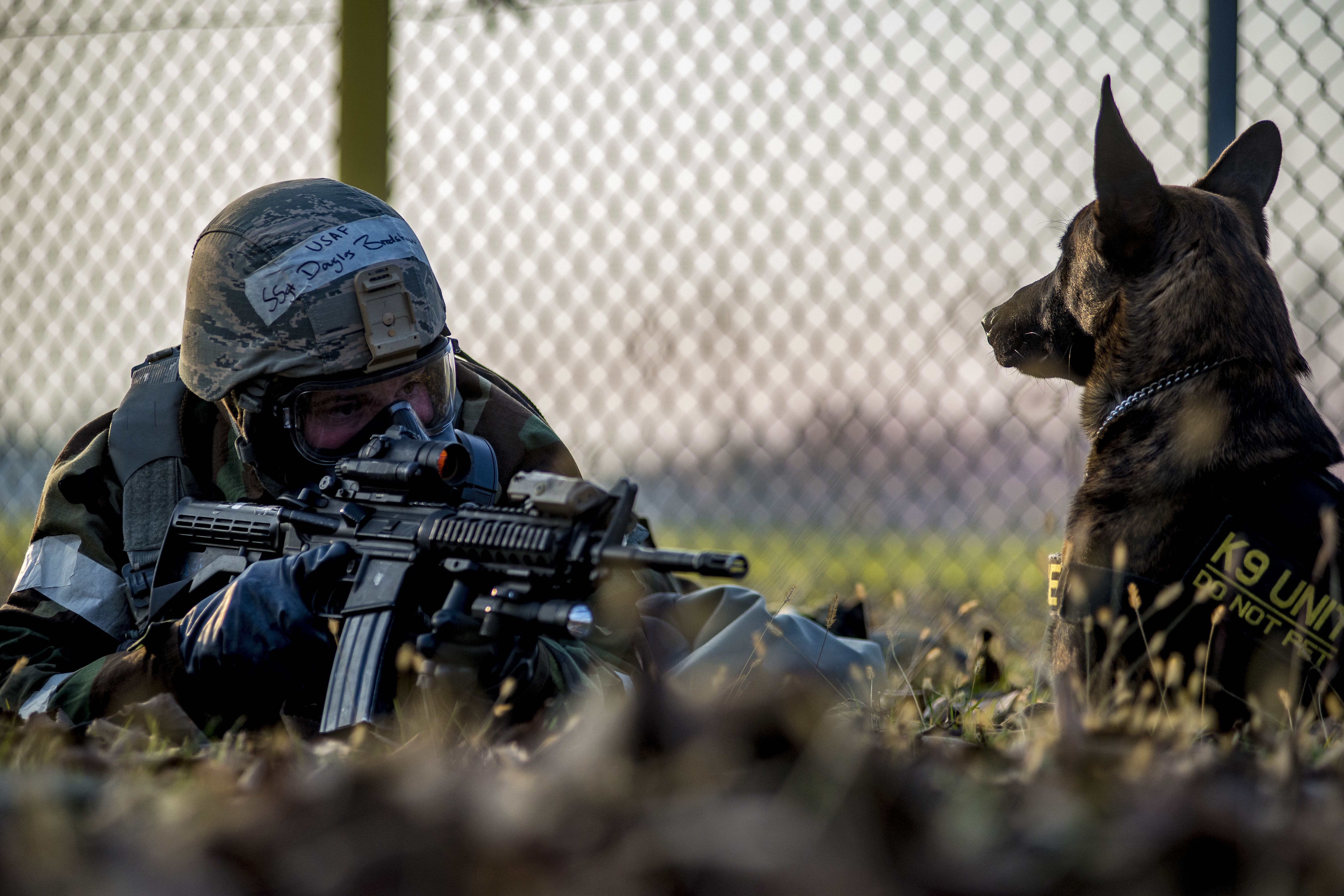 dogs attack security guard
