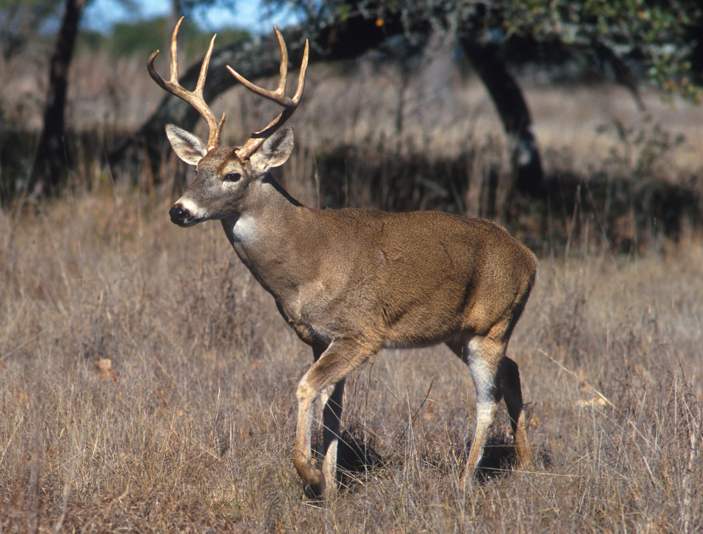U.S. Air Force Academy to host deer hunt Dec 16-18 > U.S. Air Force ...