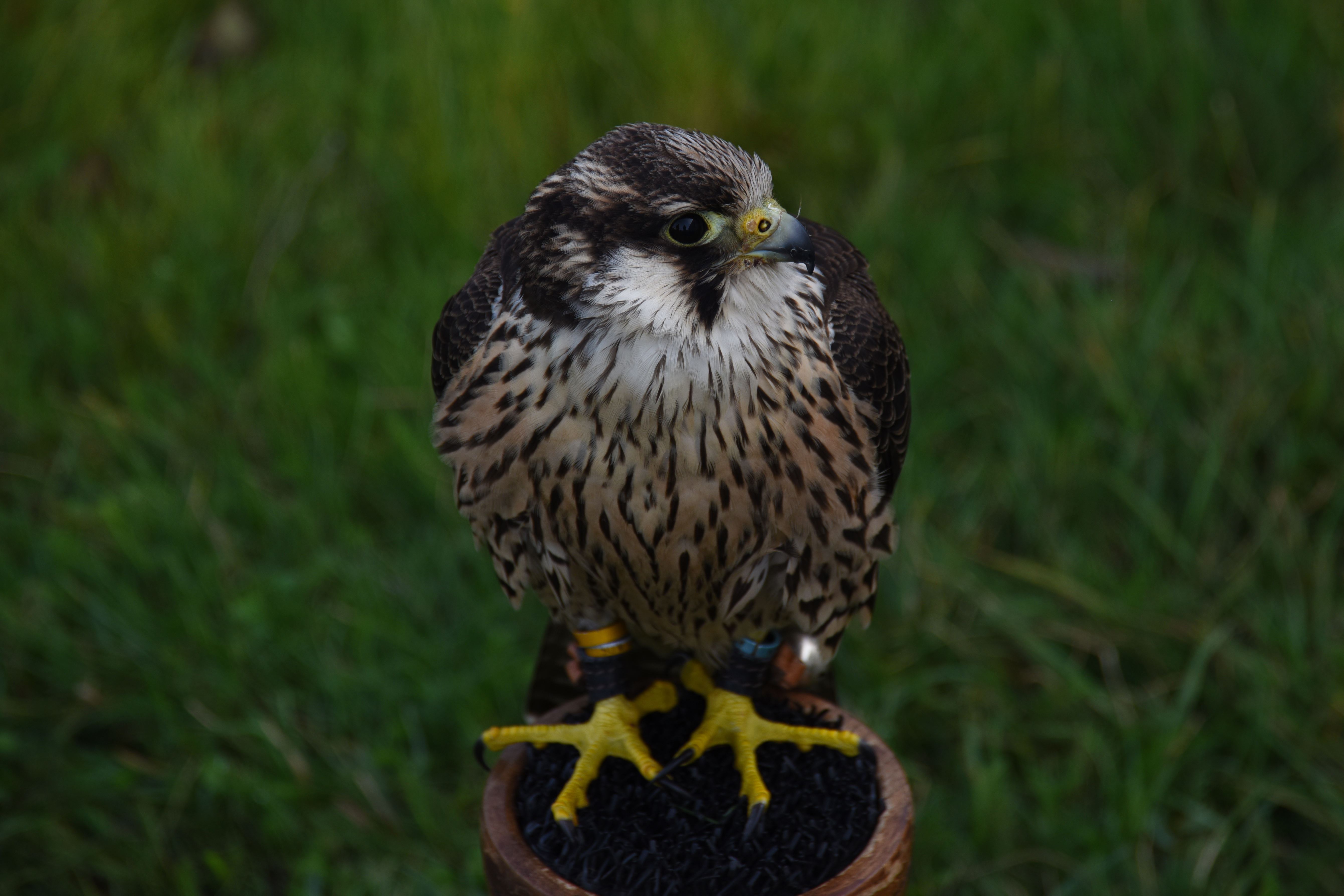 Flying high: birds of prey keep flightline safe > Royal Air Force ...