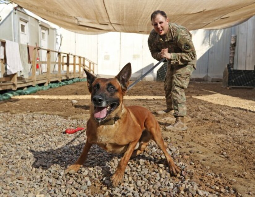 Military working dog serves in Iraq on his second deployment > U.S ...