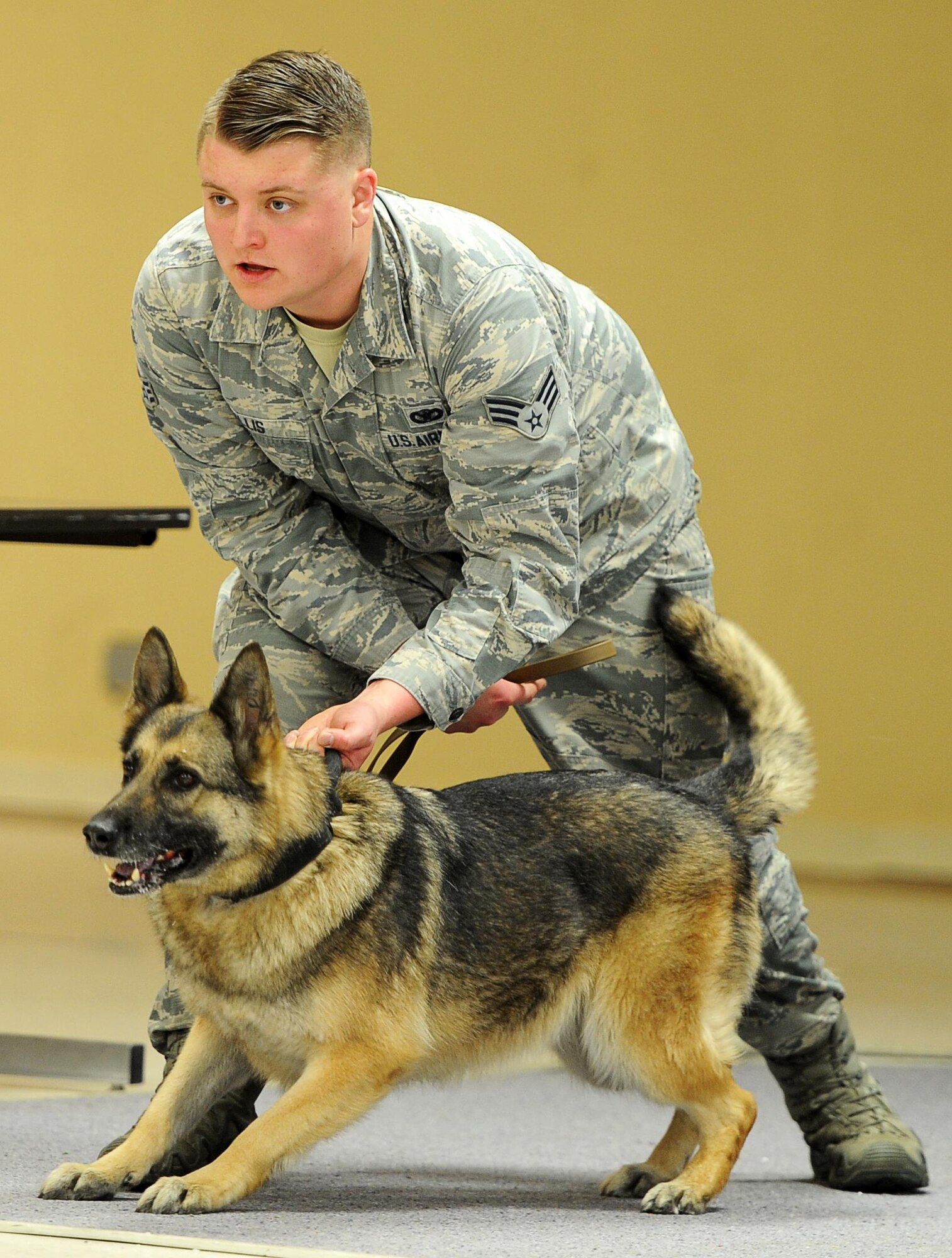 MWDs take a ‘bite’ out of training > Minot Air Force Base > Article Display