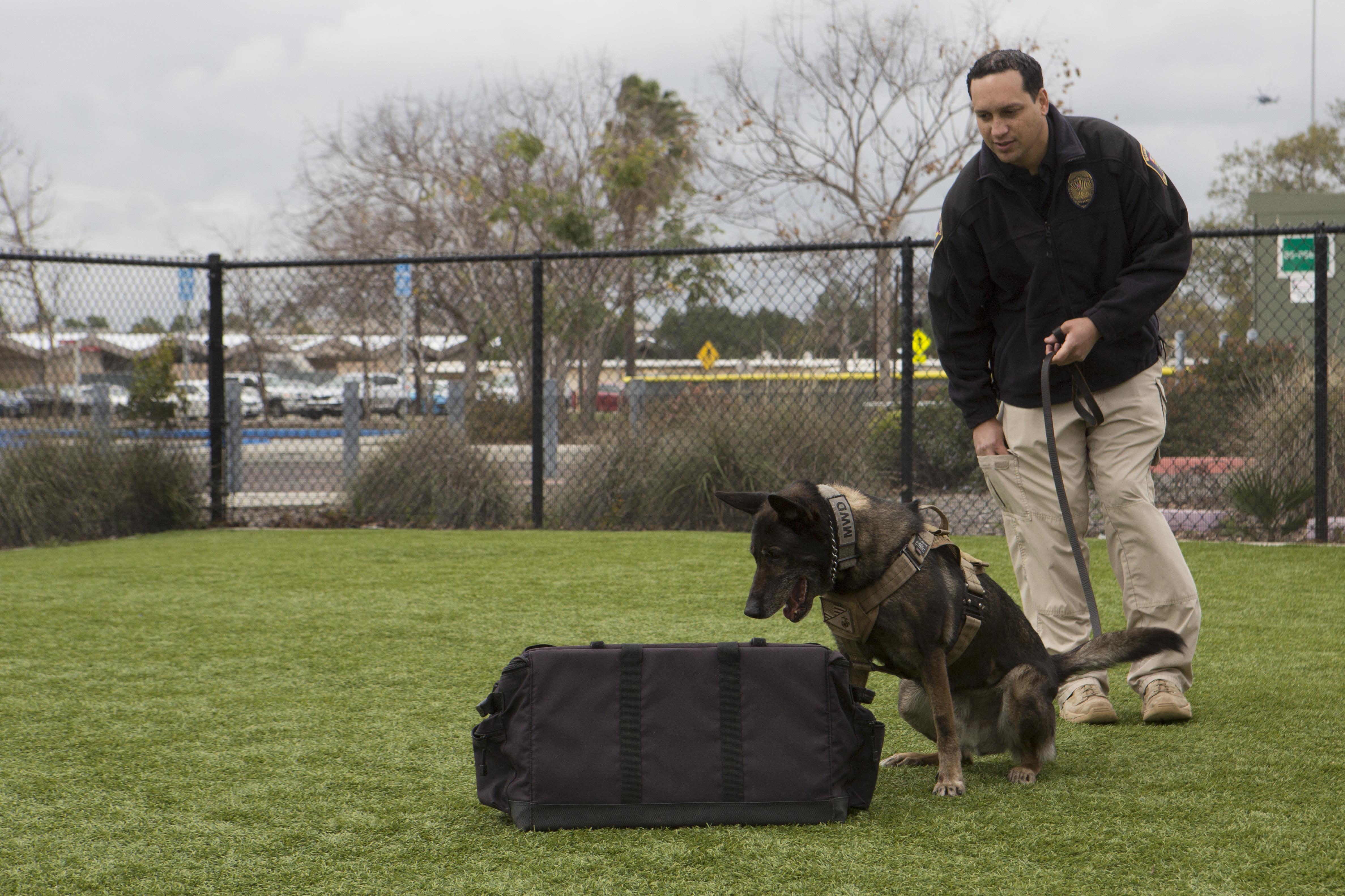 A watchdog’s purpose: Miramar K-9 unit has your six > Marine Corps Air ...