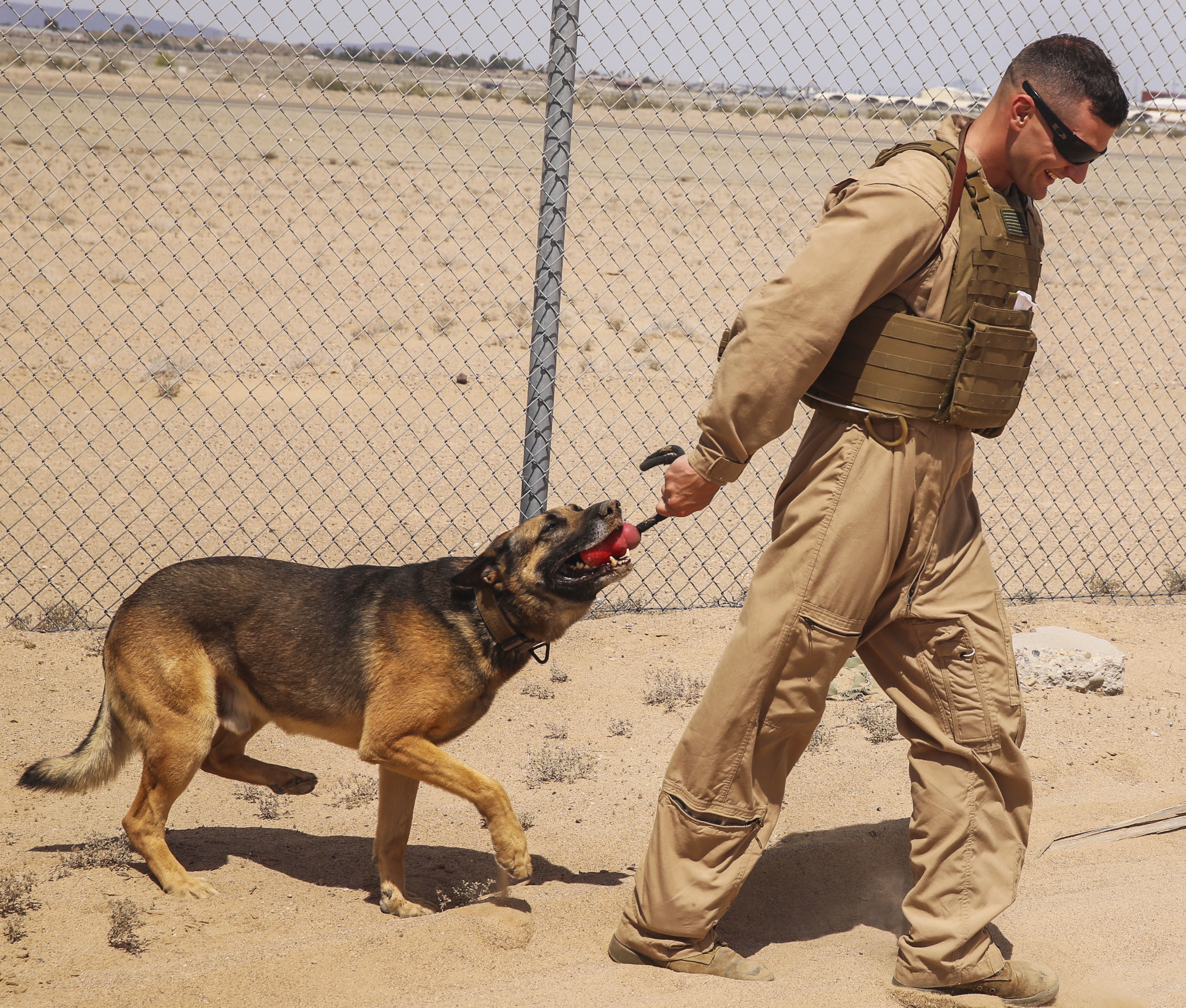 MCAS Yuma K-9 Unit Conducts Explosive Detection Training