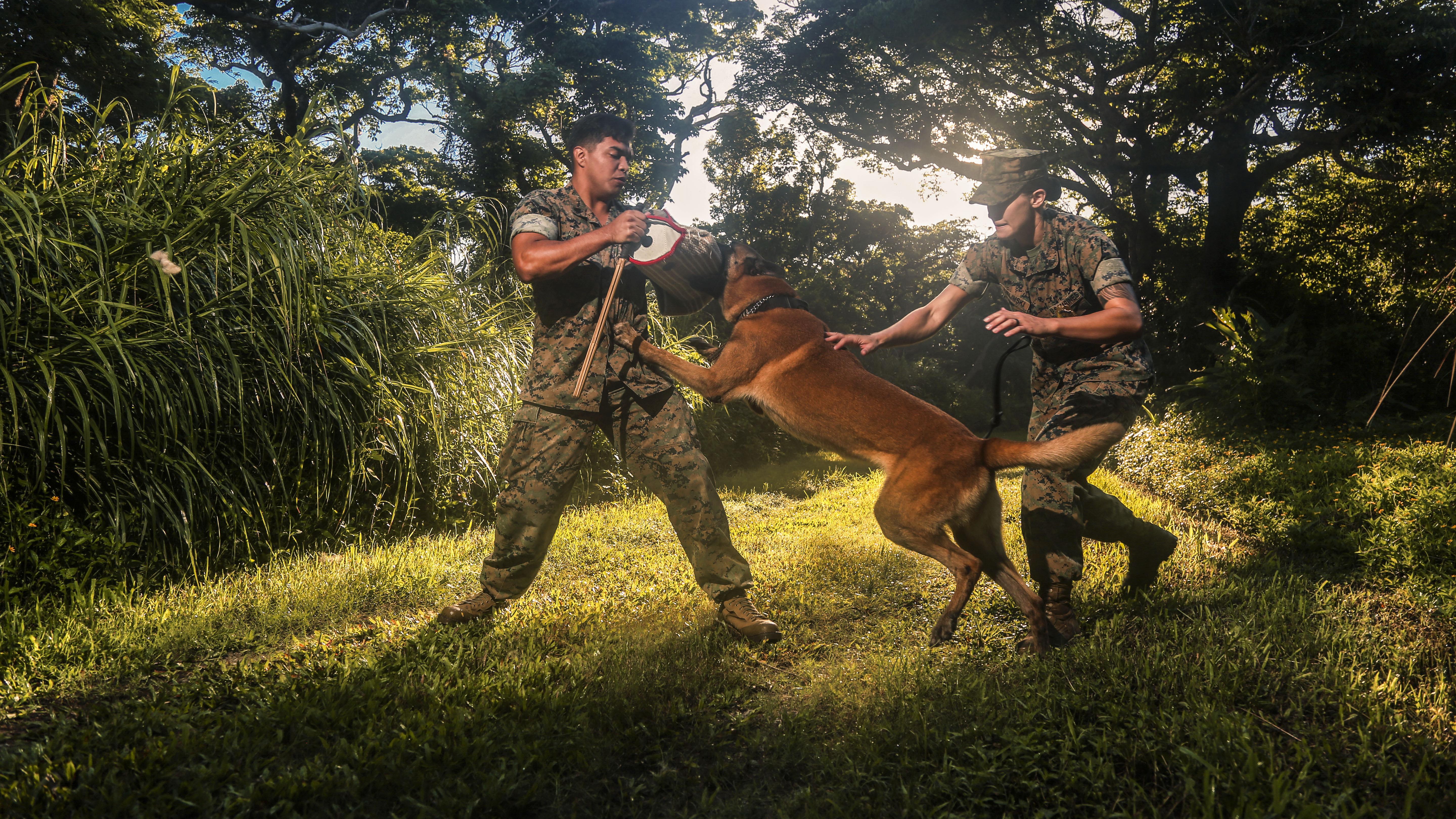 A Dog's Purpose | U.S. Department of War