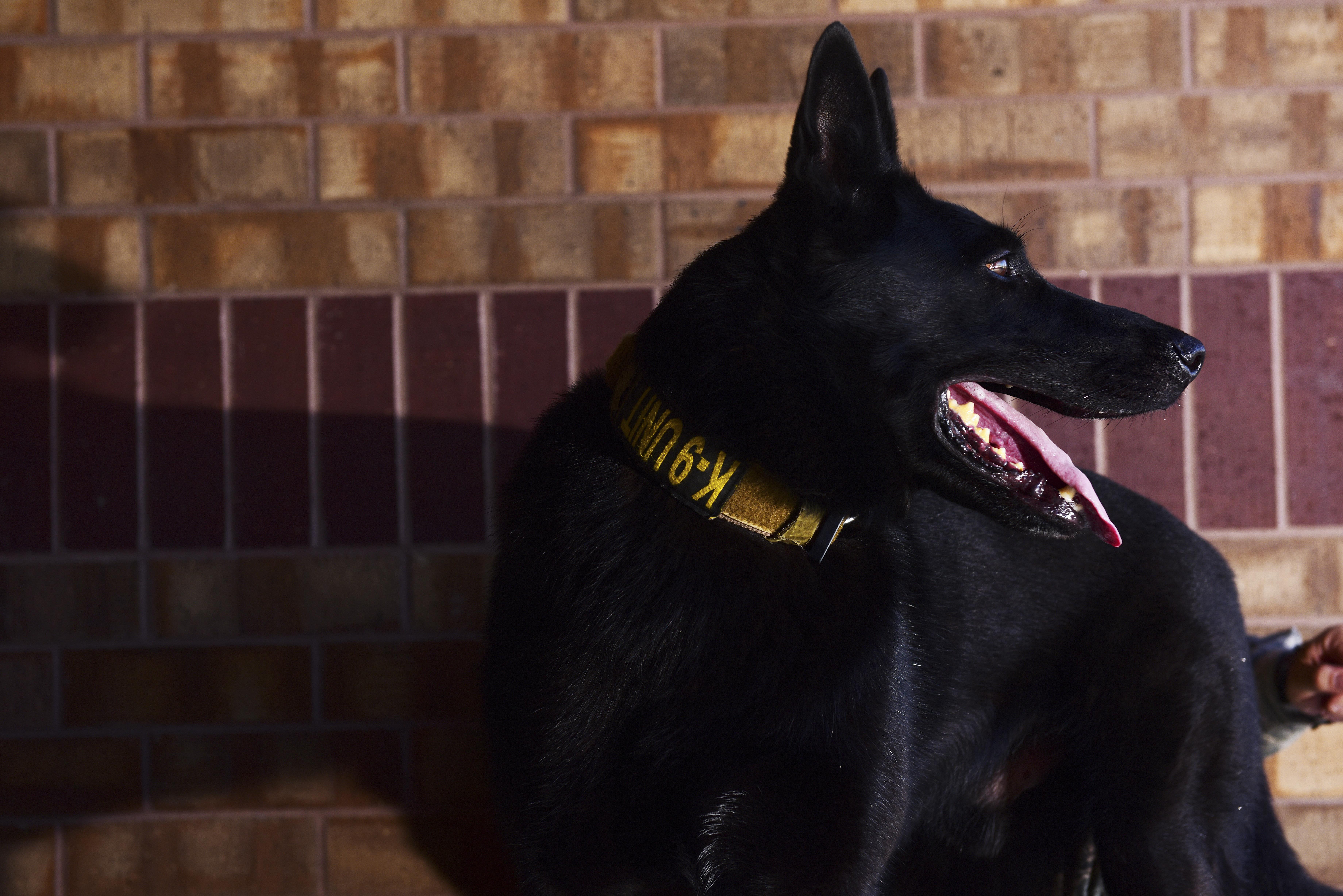 An Airman's best friend > Whiteman Air Force Base > Article Display