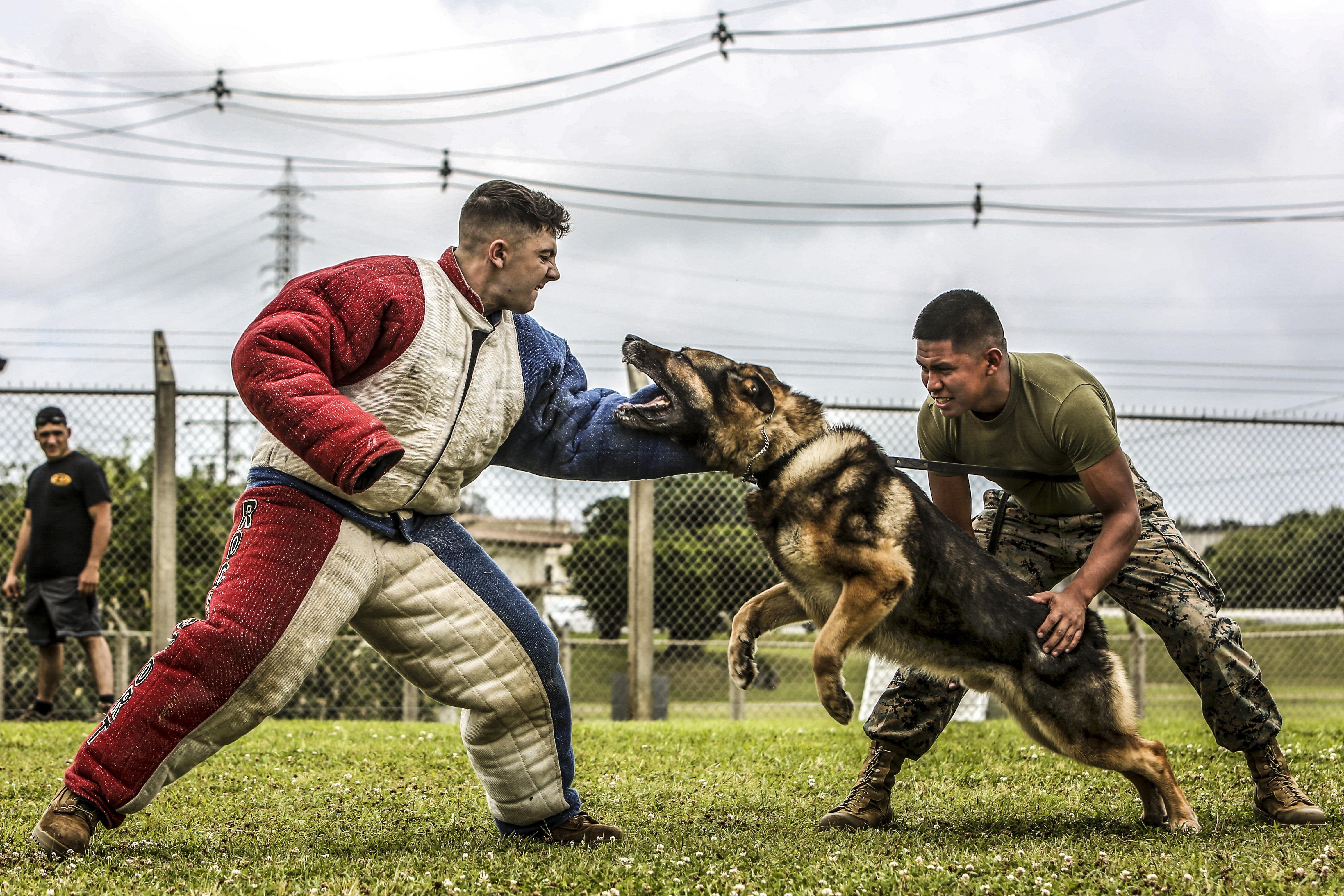 k9 dogs attack