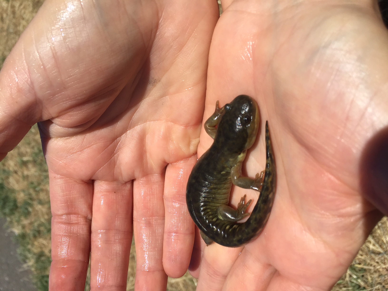endangered salamanders