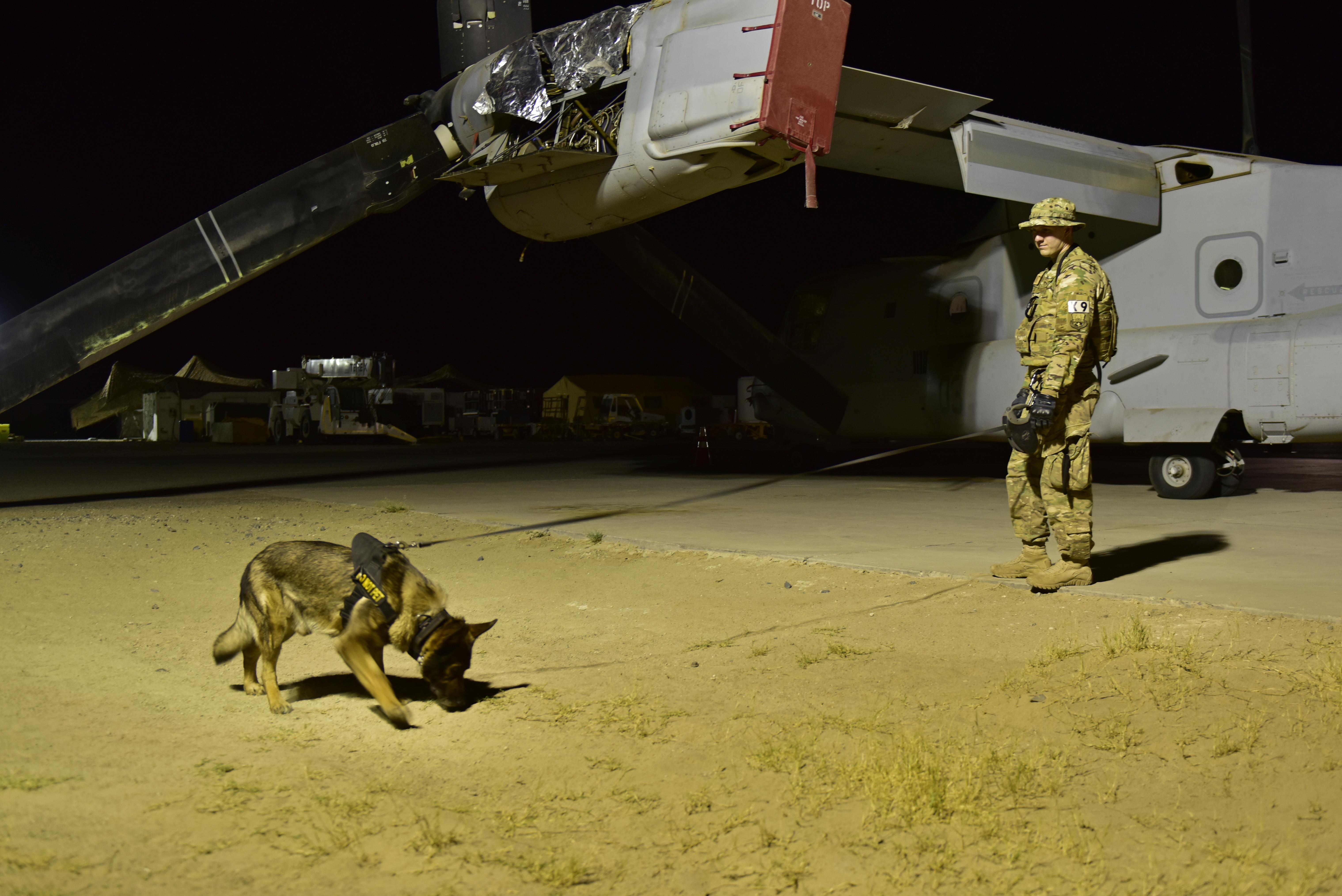The unbroken bond: Military working dogs defend coalition, secure base ...