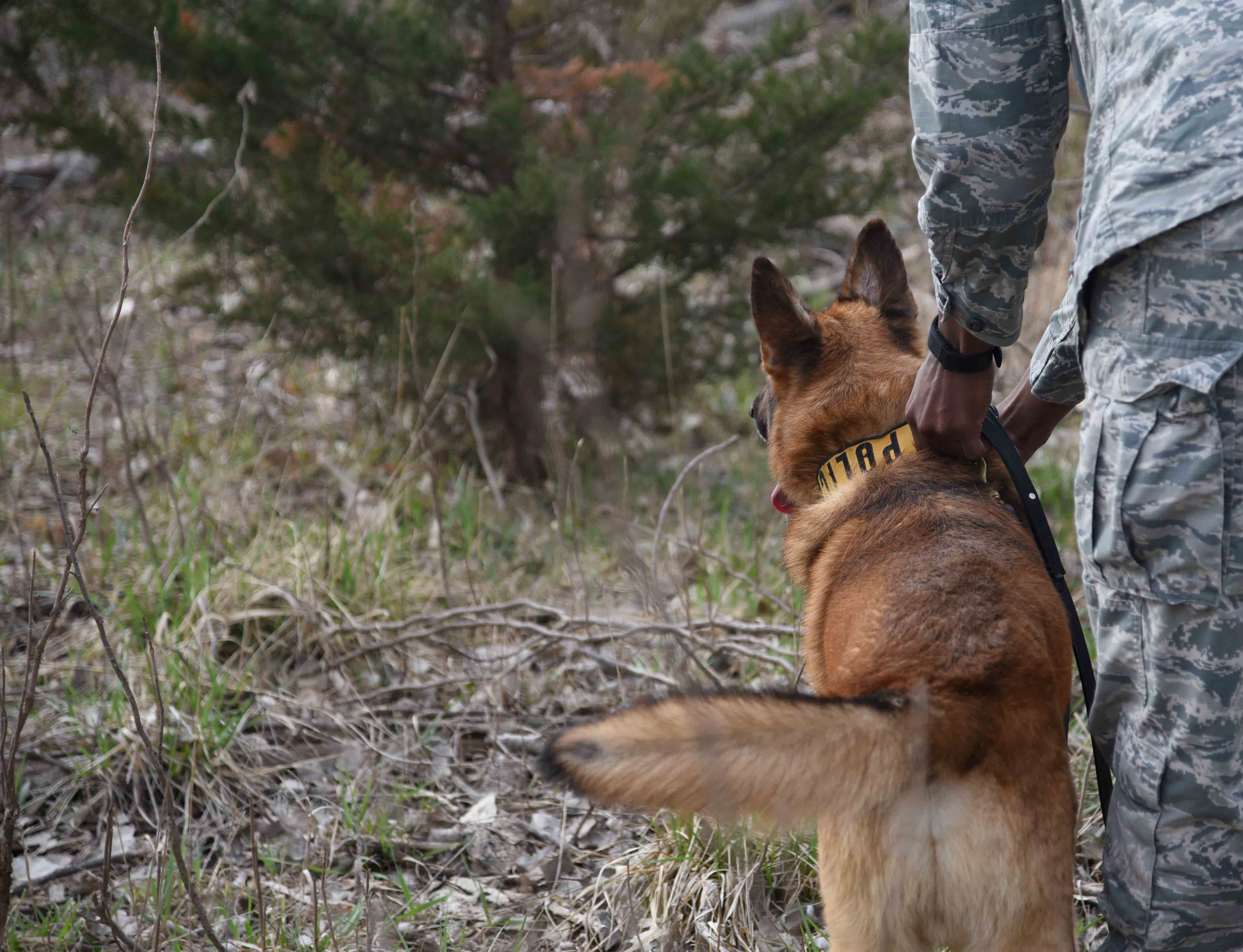 Military working dogs scout training > McConnell Air Force Base > News