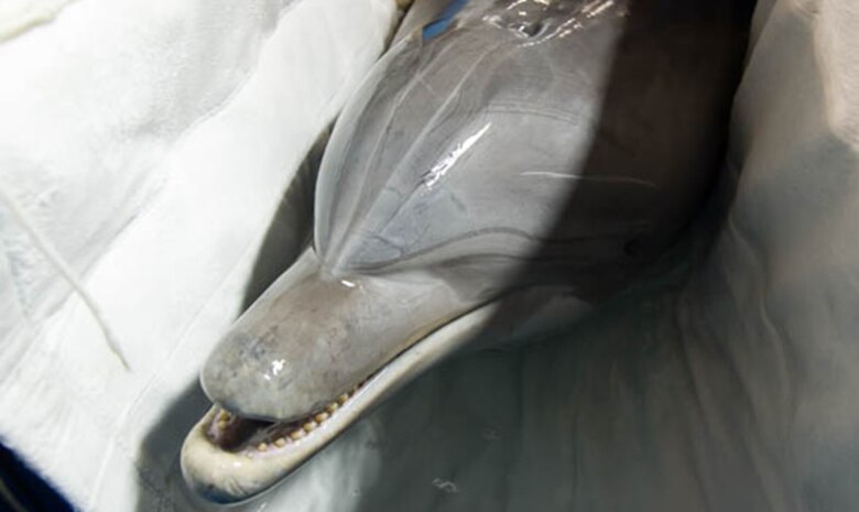 Airmen transport U.S. Navy dolphin from west to east coast > Air ...