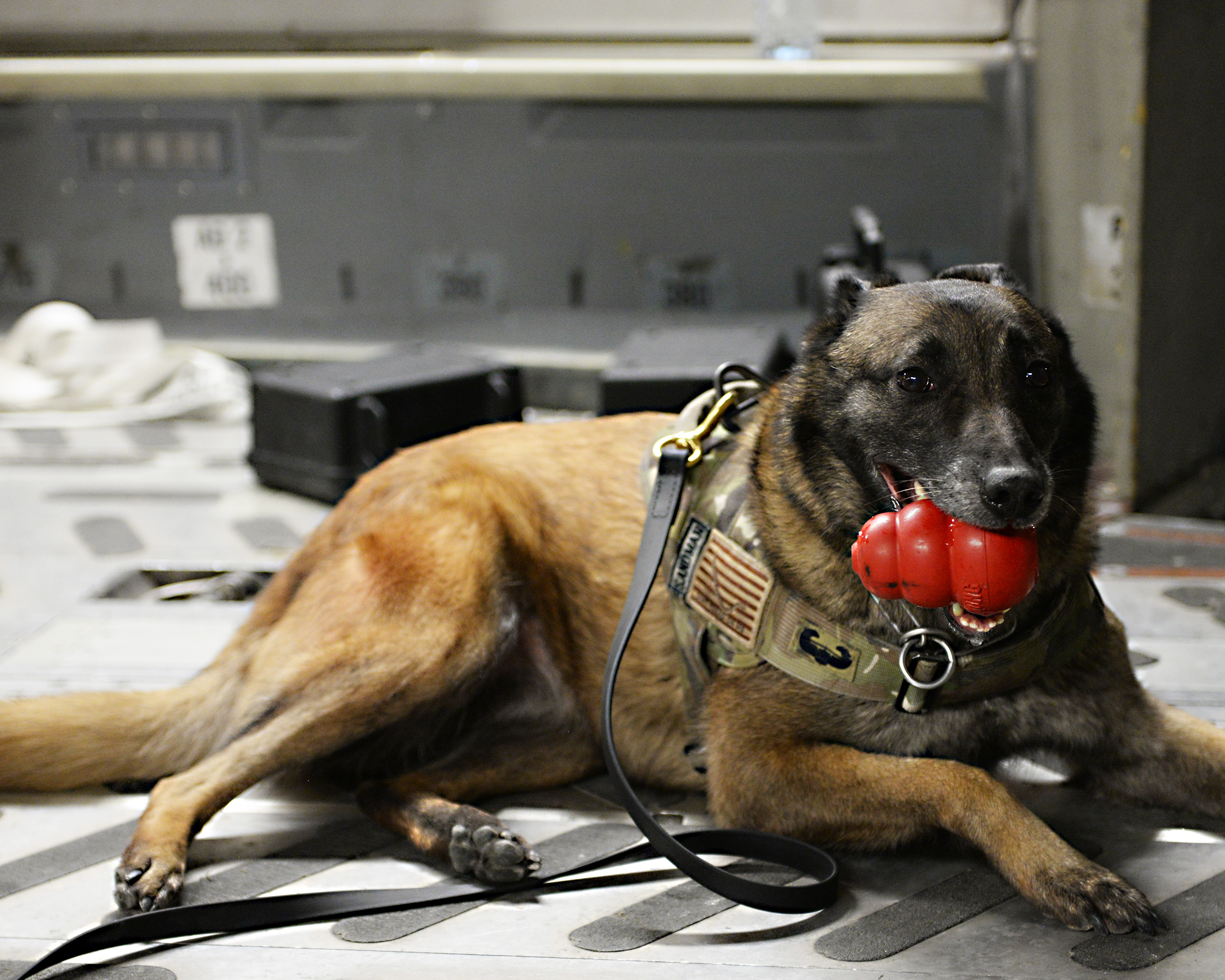 K-9 detection exercise > U.S. Air Forces Central > Article Display