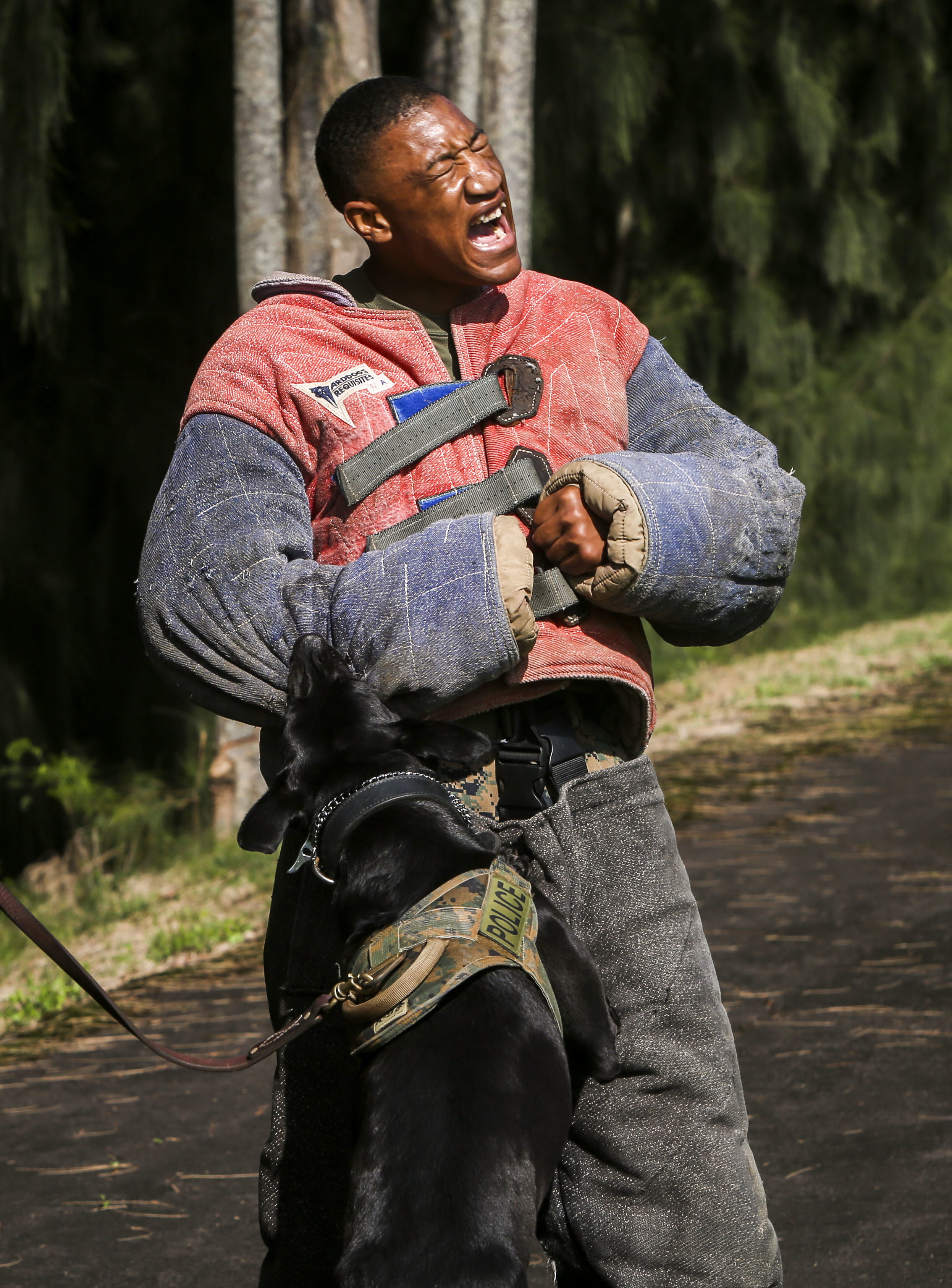 K-9s show what it means to be a Devil Dog > Marine Corps Base Hawaii ...