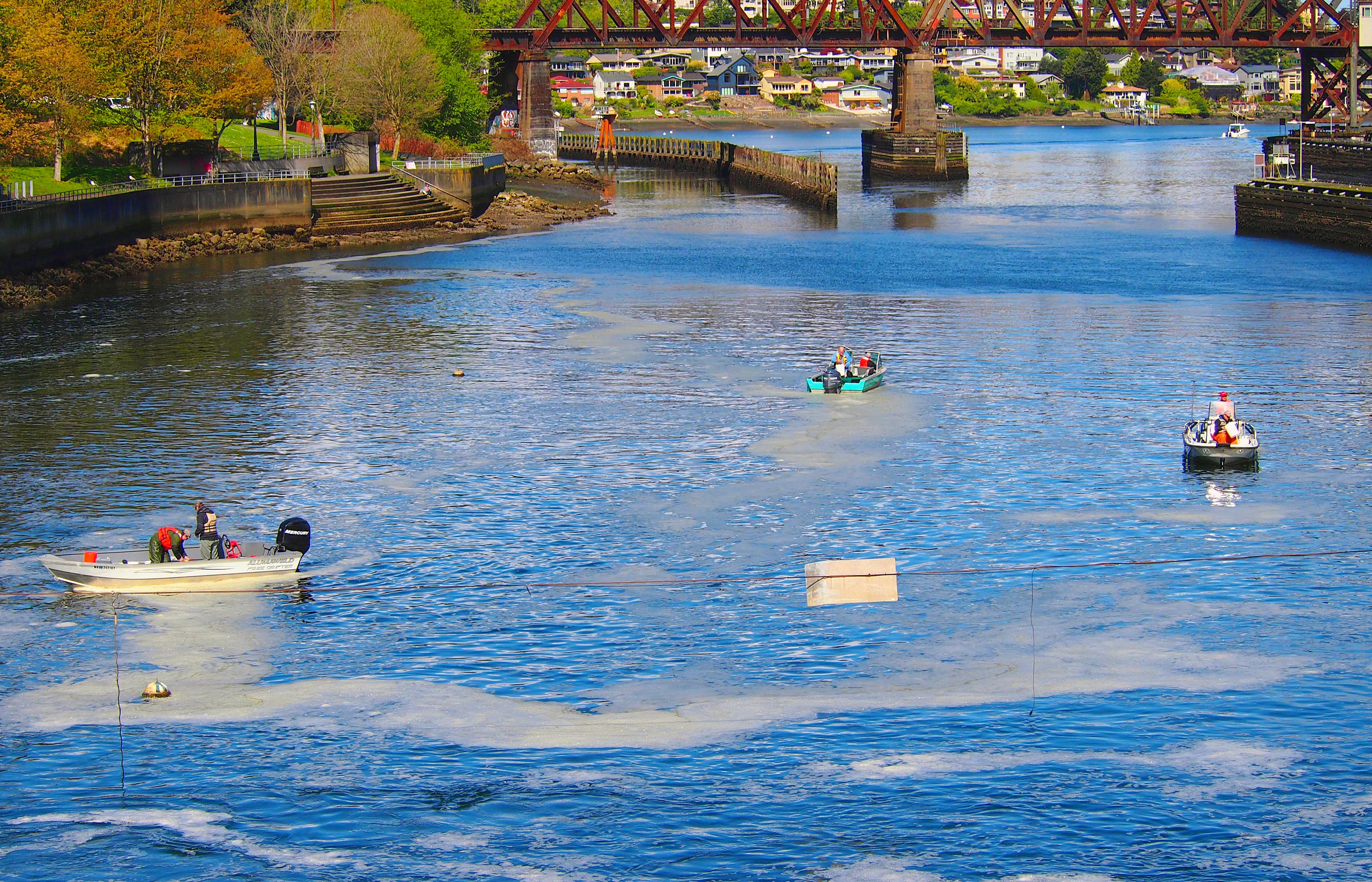 Chittenden Locks help juvenile salmon on journey to Puget Sound ...