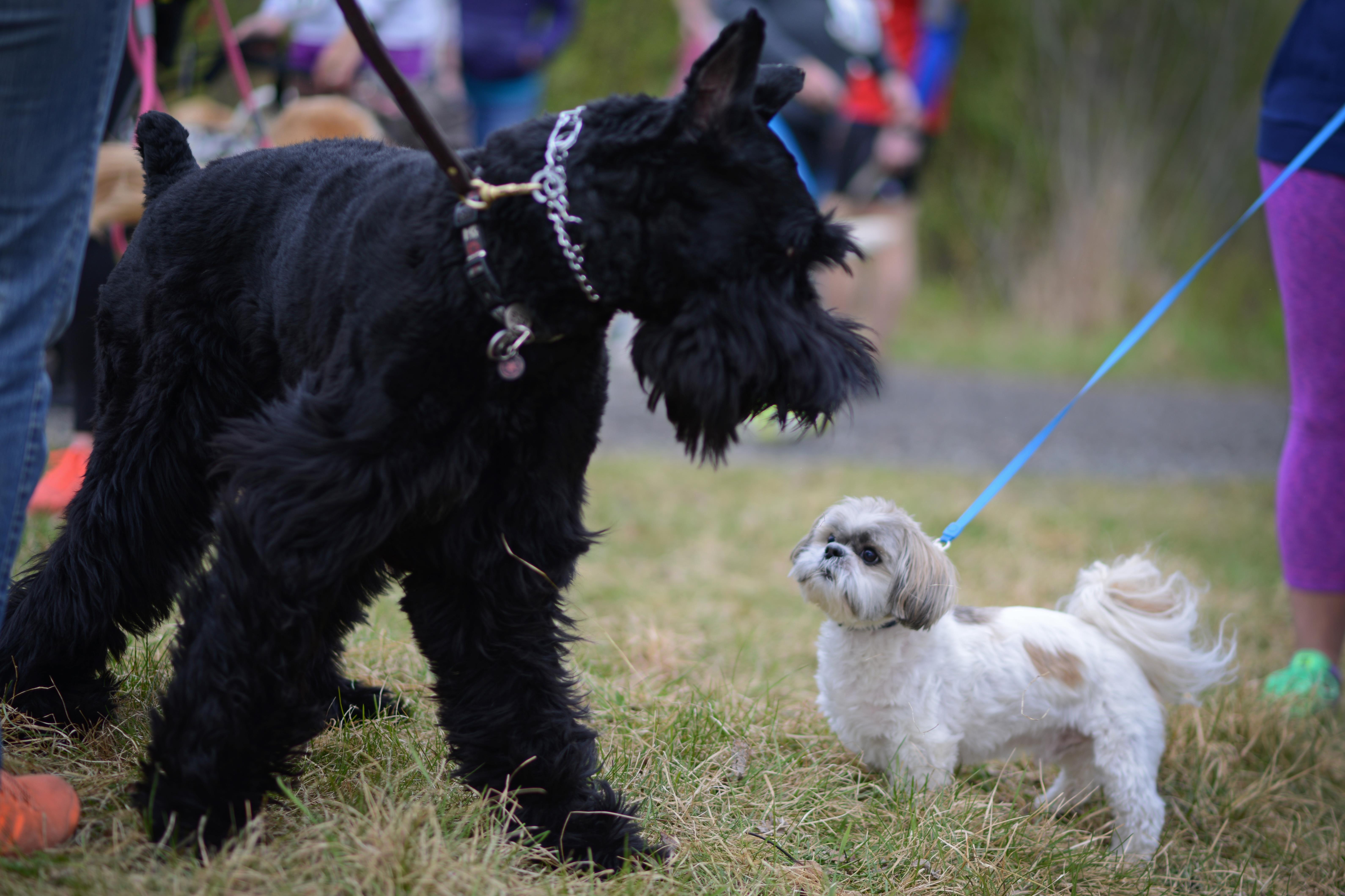 Pet Fun Run 5K > Joint Base Elmendorf-Richardson > Articles