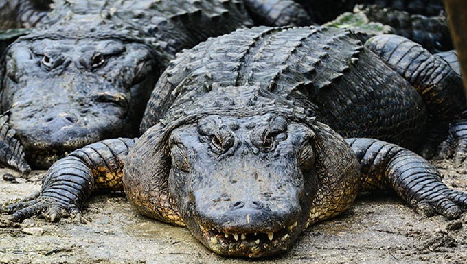 Air Base Alligators > Robins Air Force Base > Article Display