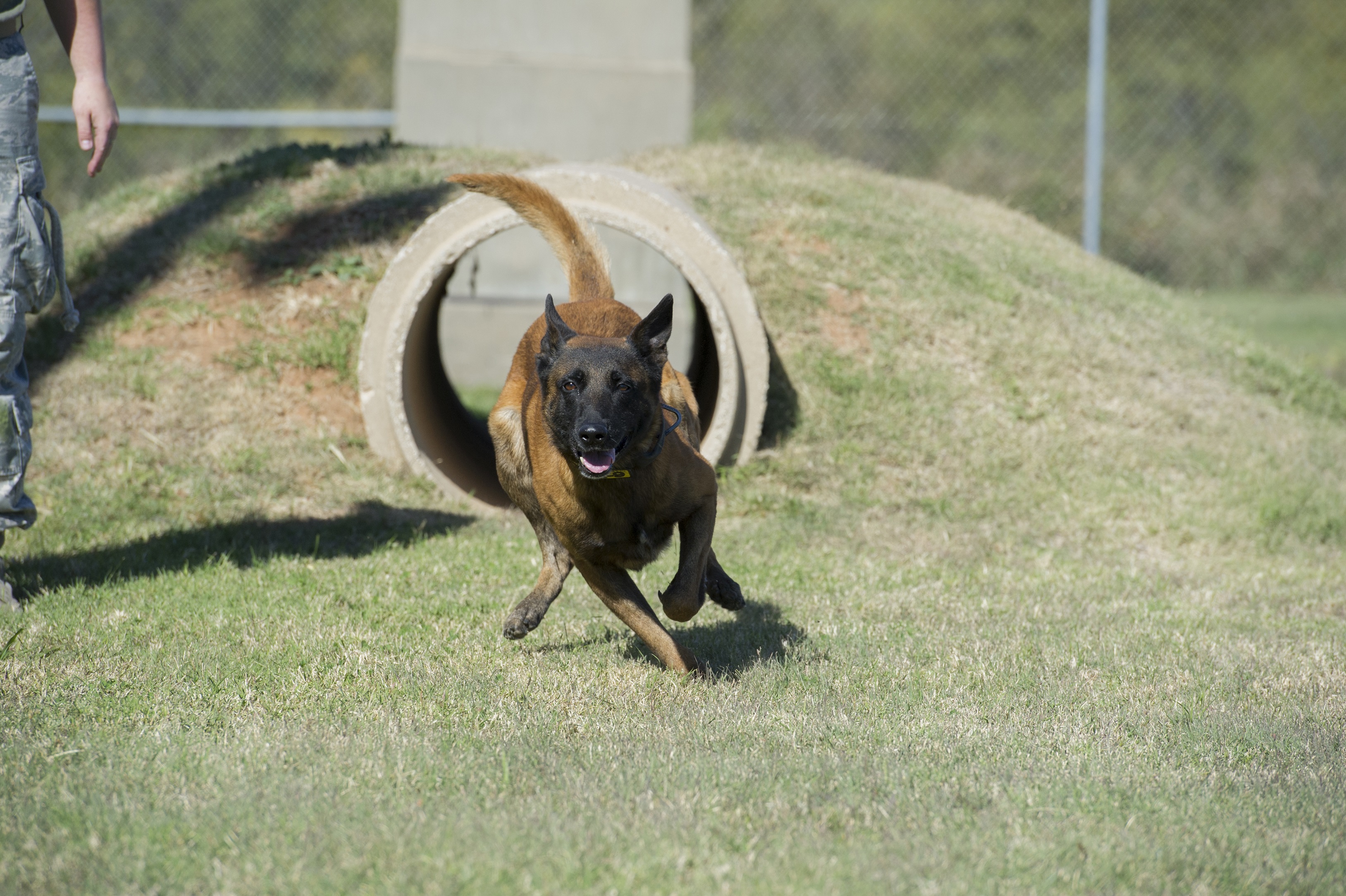 Sheppard K-9s working > Sheppard Air Force Base > Article Display