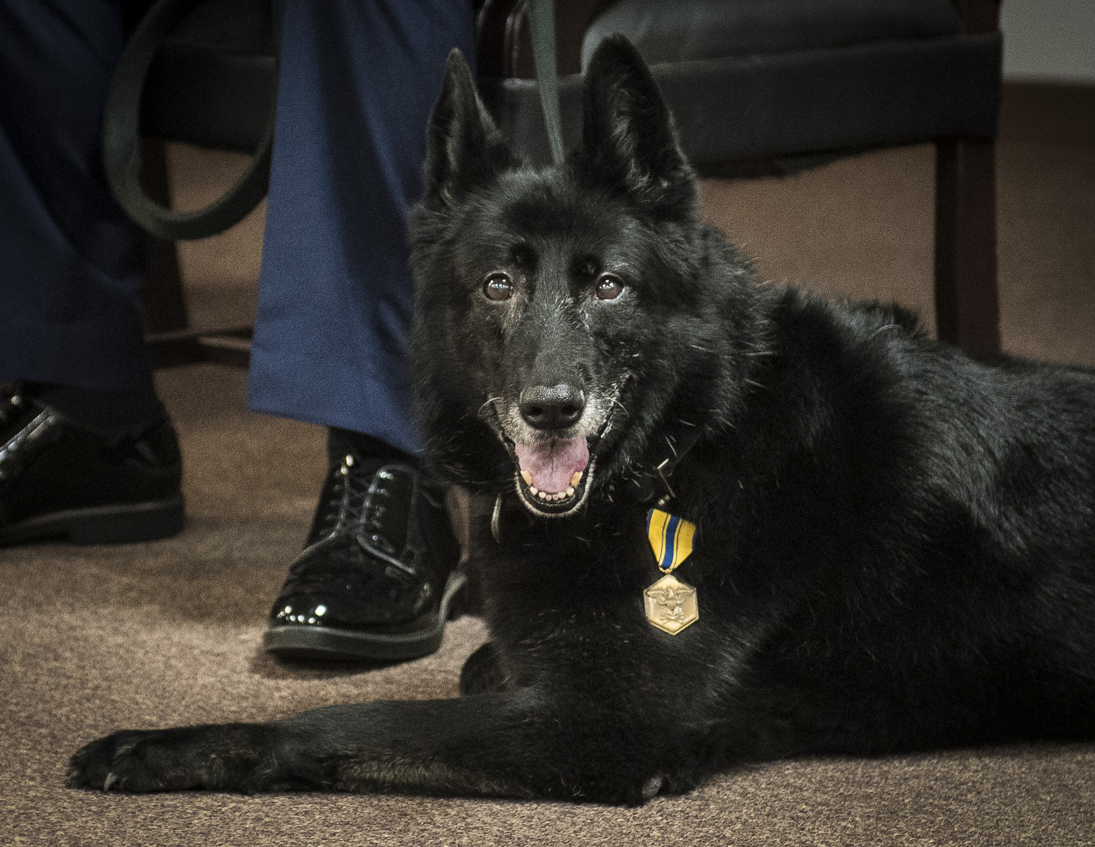 From playful puppy to protecting Airmen: How the Air Force raises MWD’s ...
