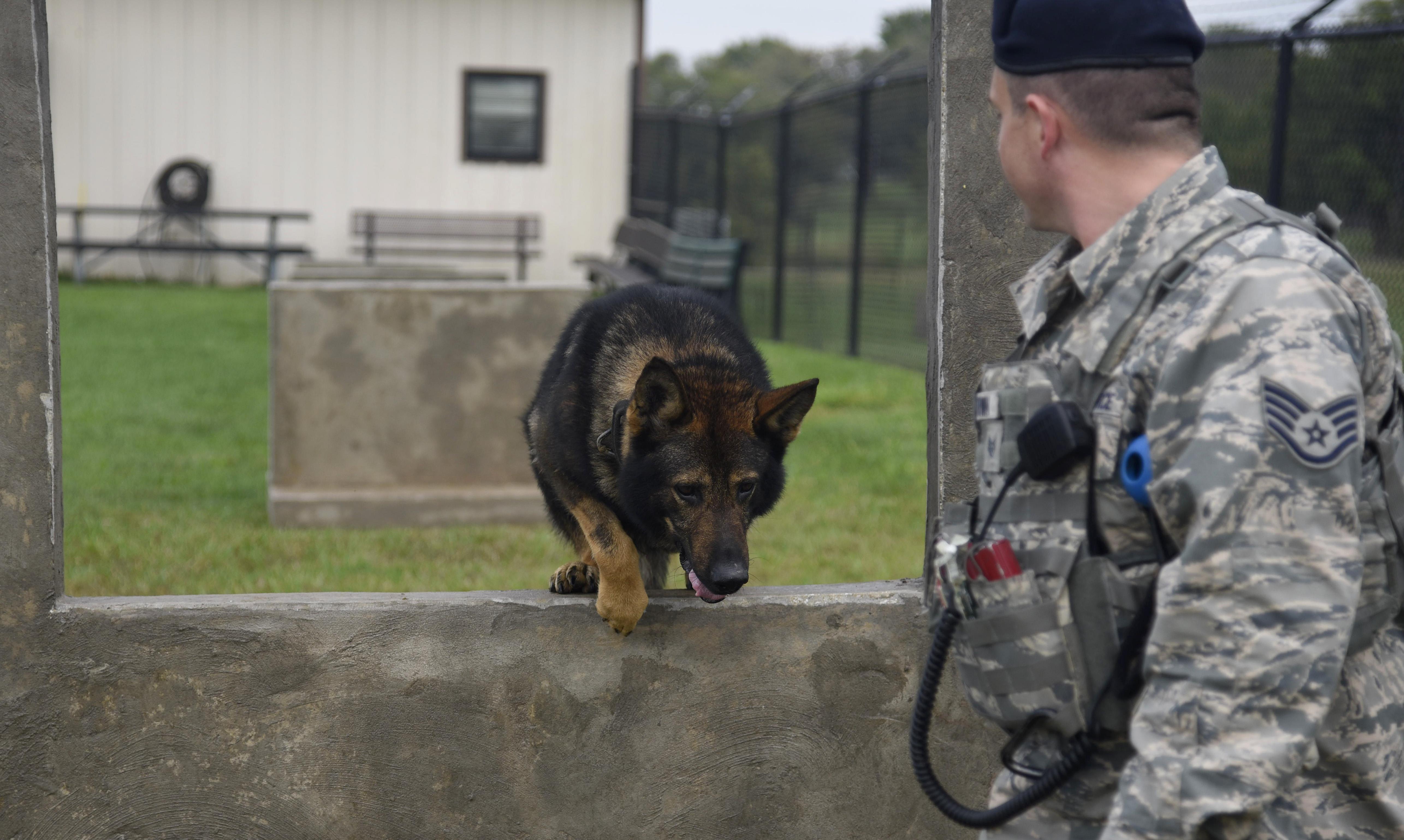 New training equipment increases MWD readiness > McConnell Air Force ...