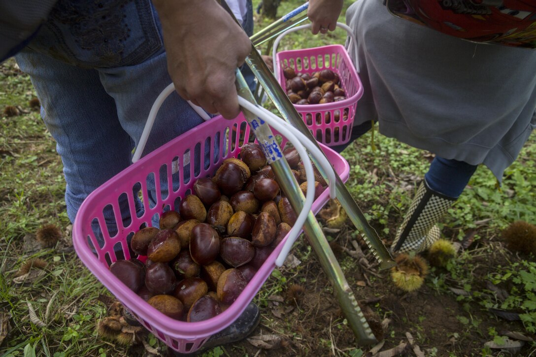 American, Japanese share Chestnut Picking experience