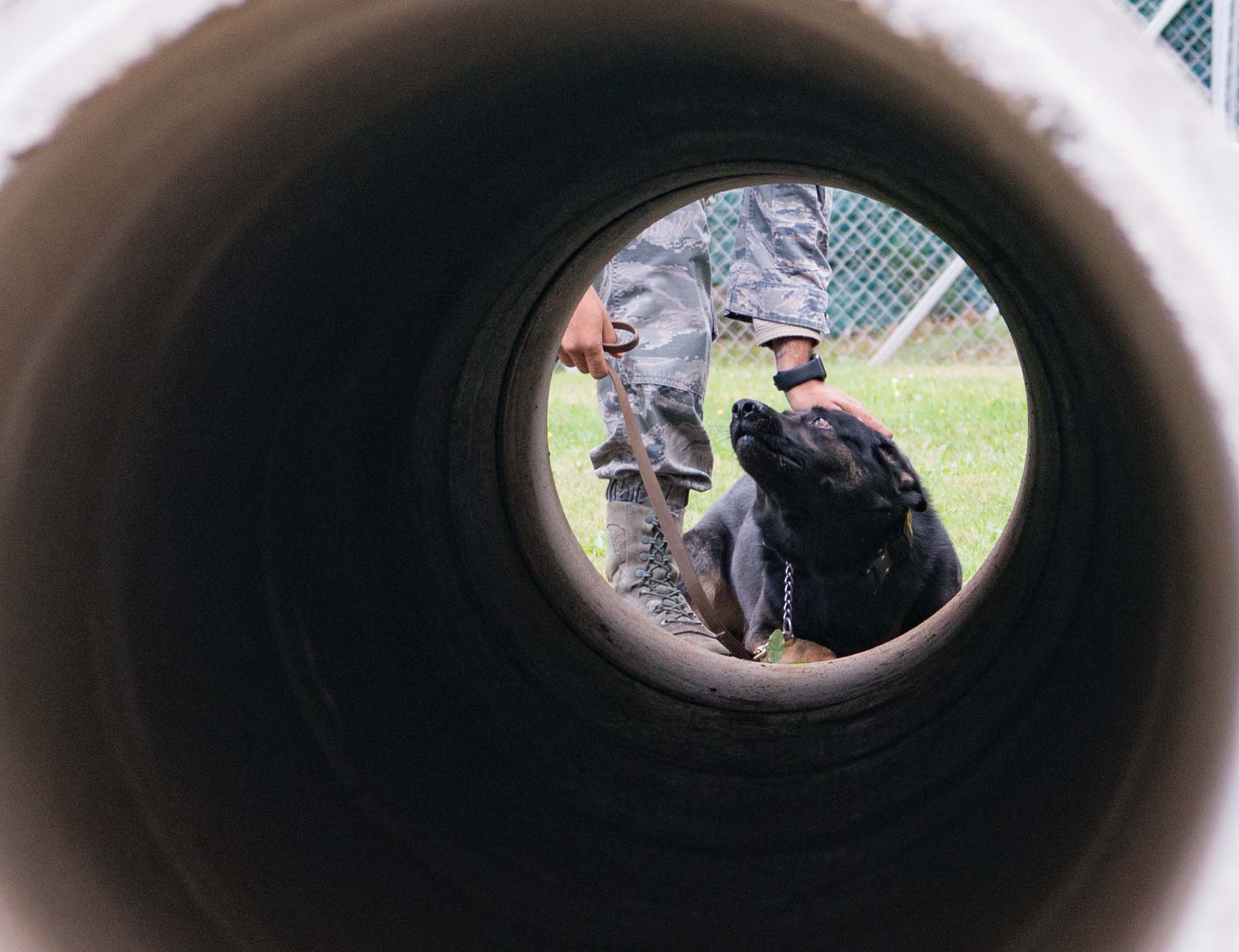 No ordinary dog > Ramstein Air Base > Article Display