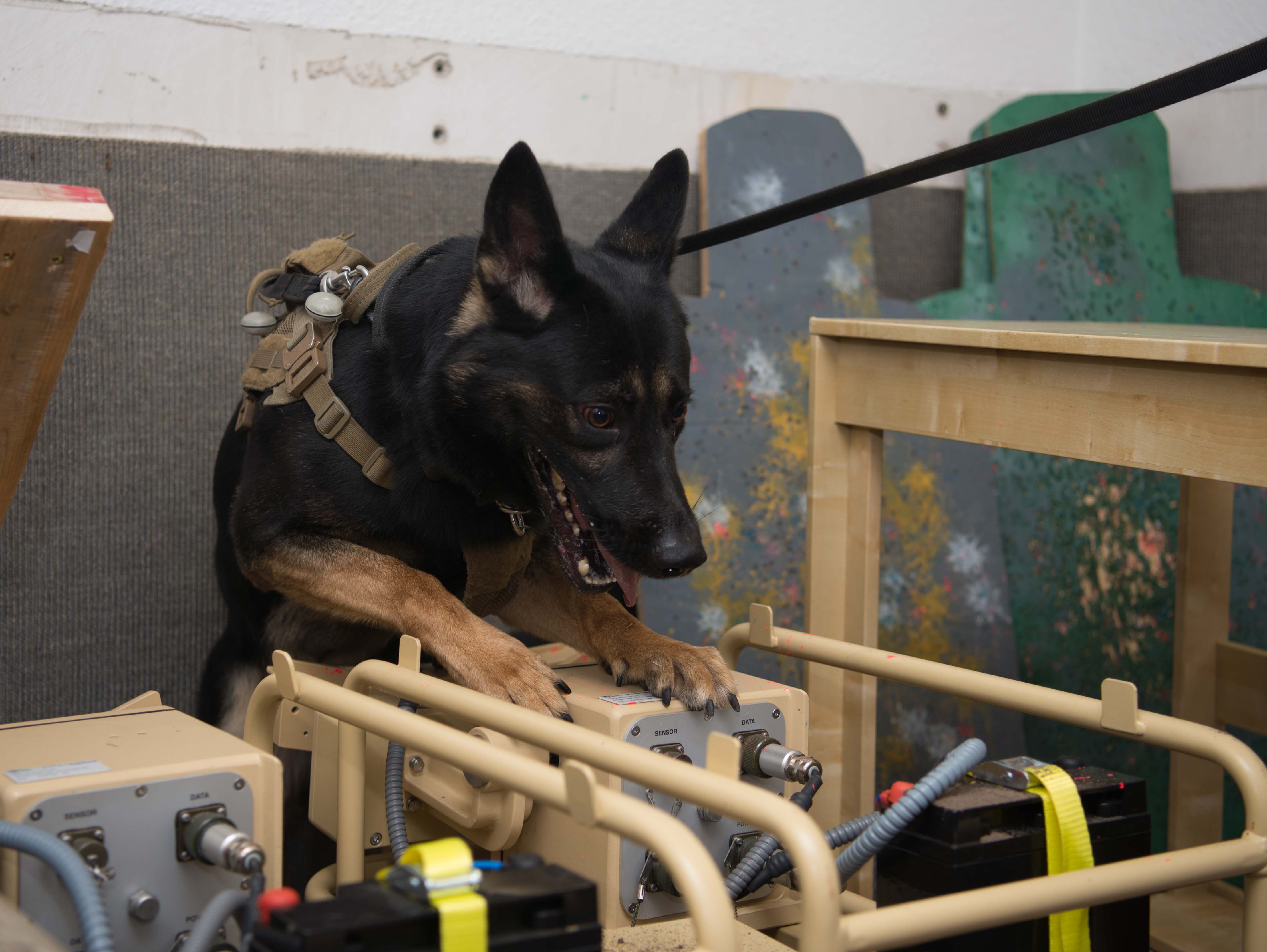 No ordinary dog > Ramstein Air Base > Article Display