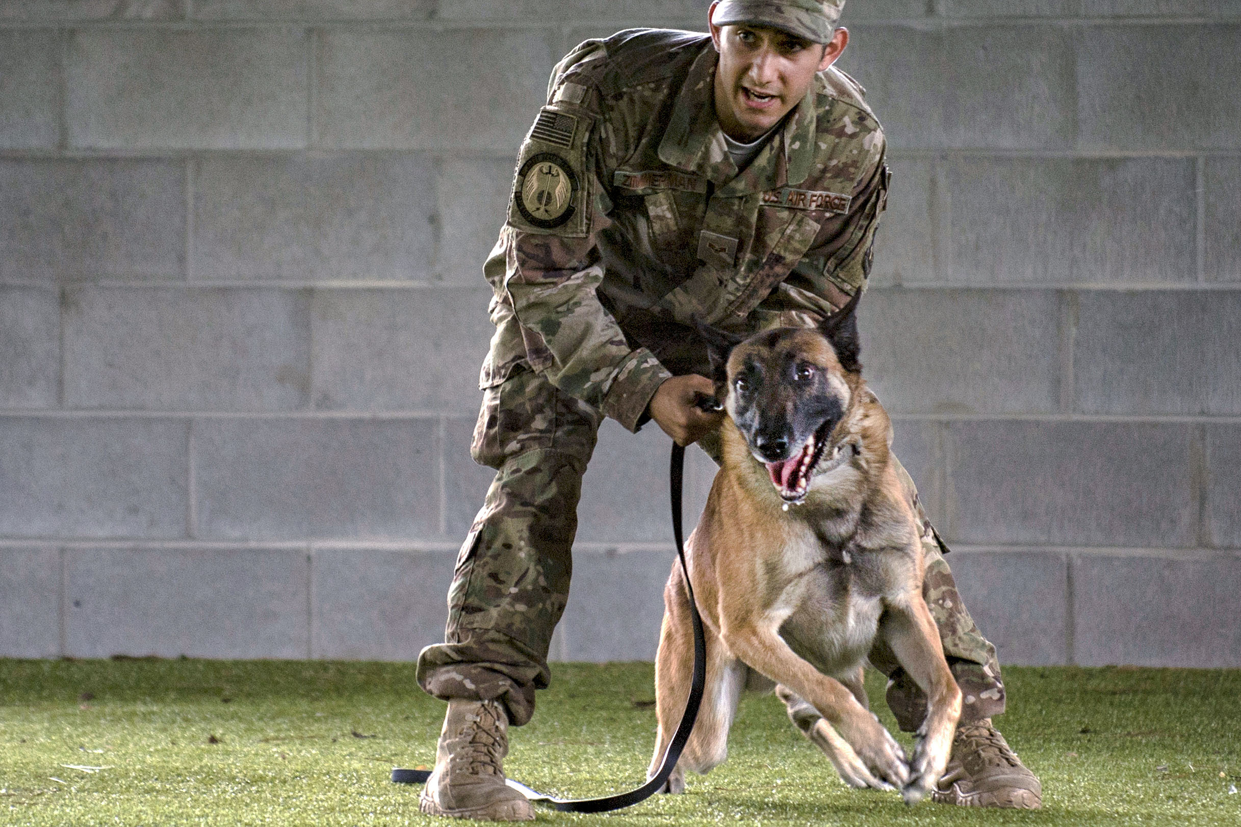 Canine Capabilities | U.S. Department of War