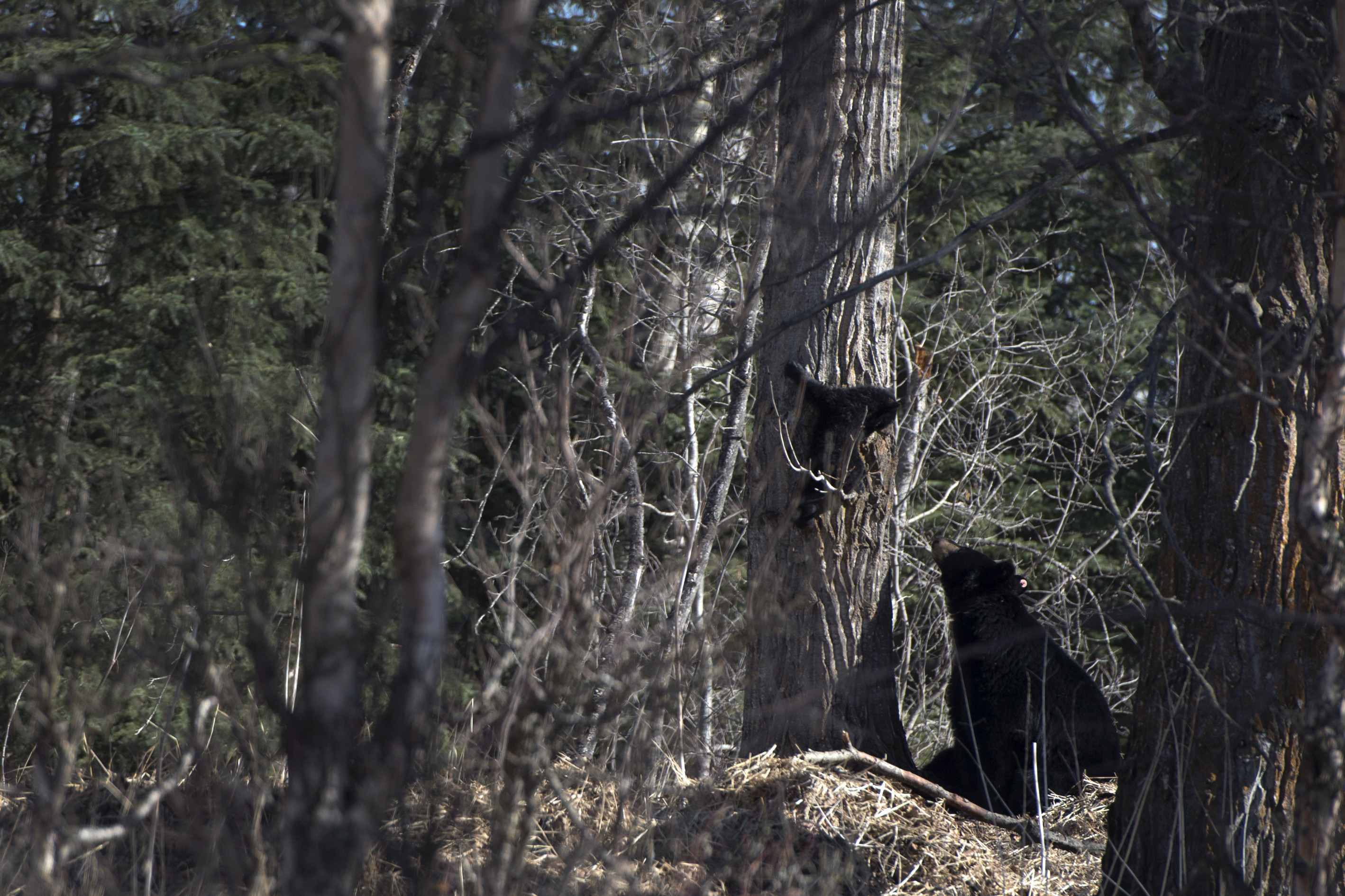 J-bear tracking