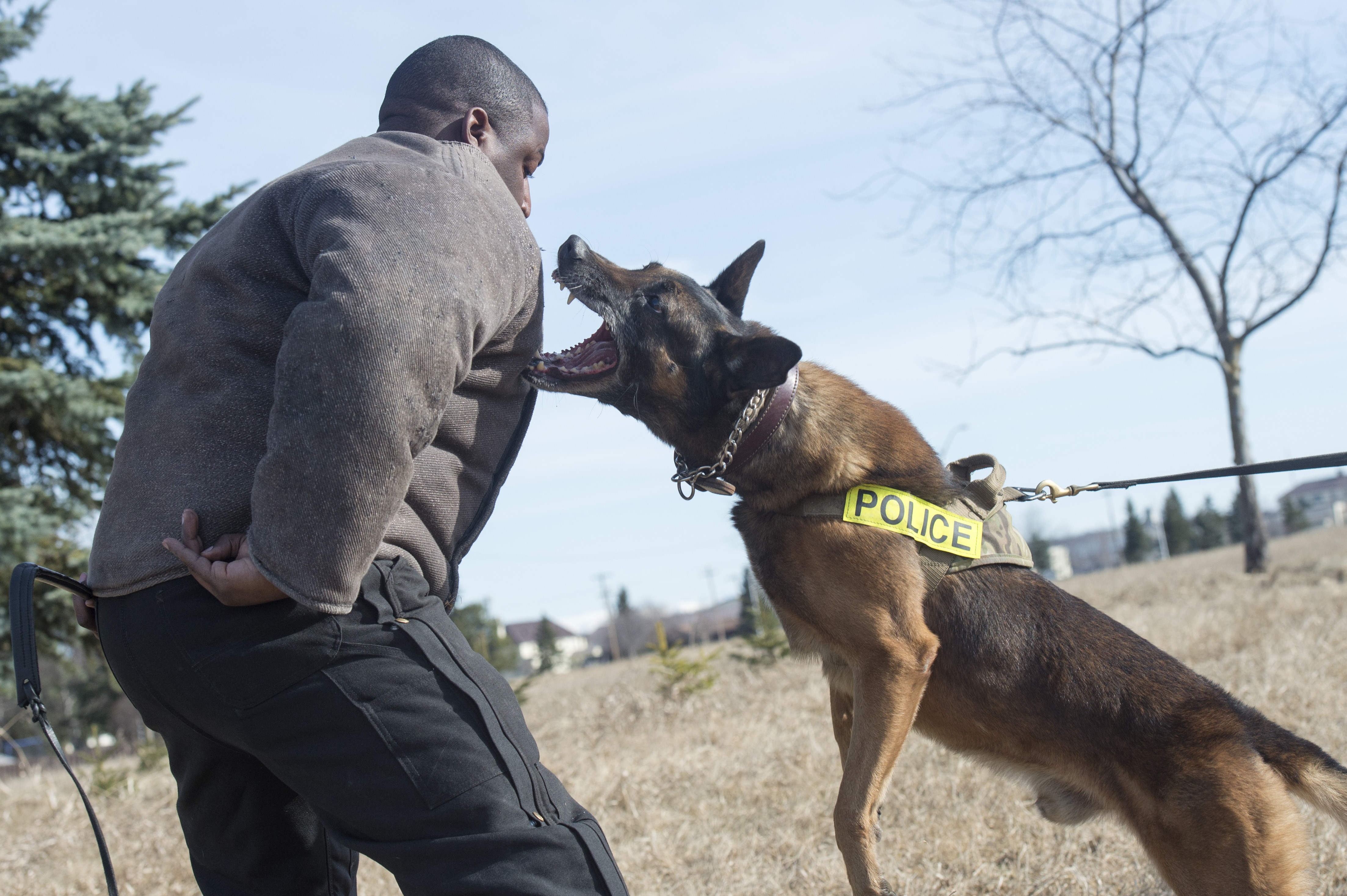 673d Security Forces Squadron military working dog teams stay ...