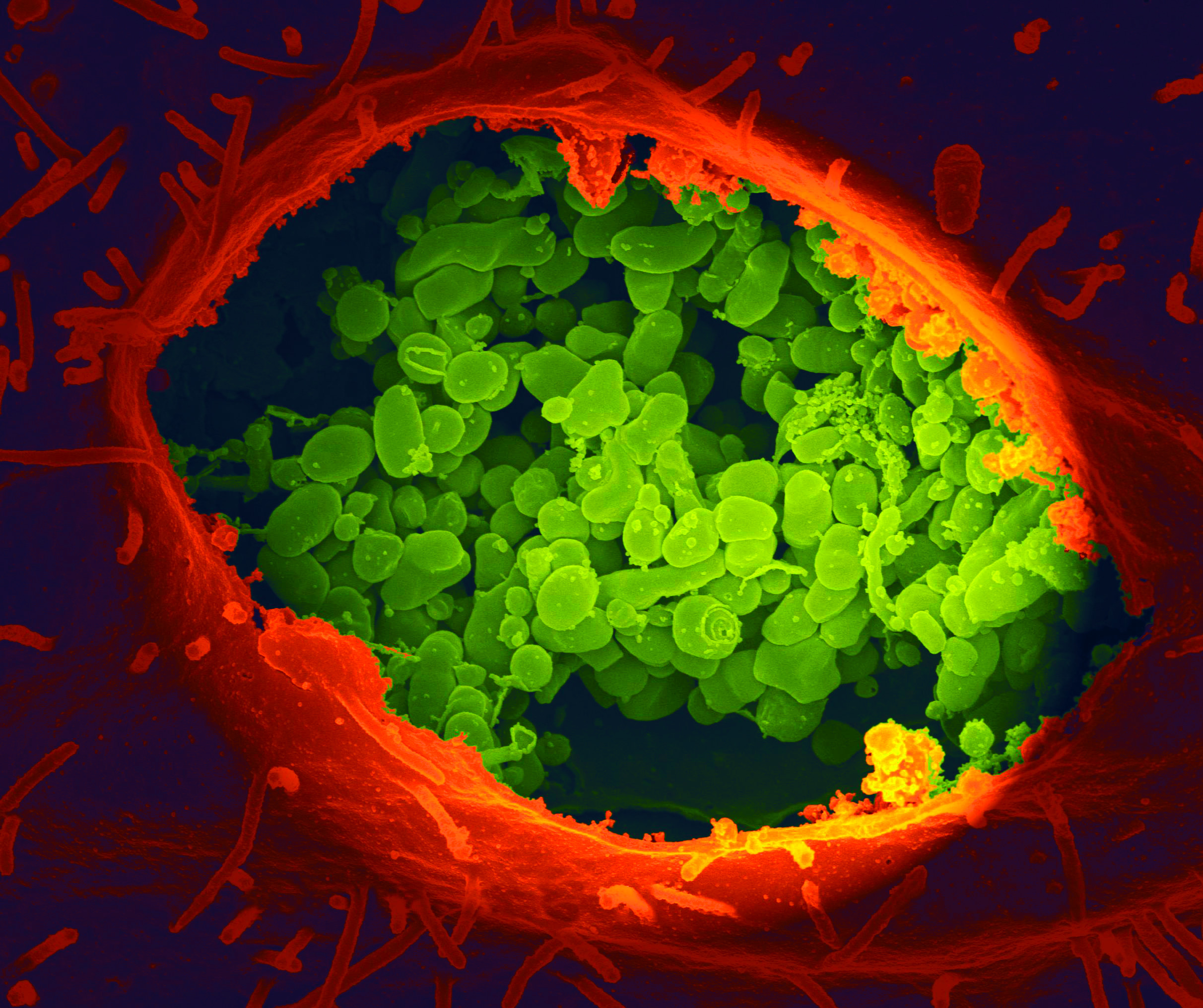 WMD Terrorism: The Once and Future Threat > National Defense University ...