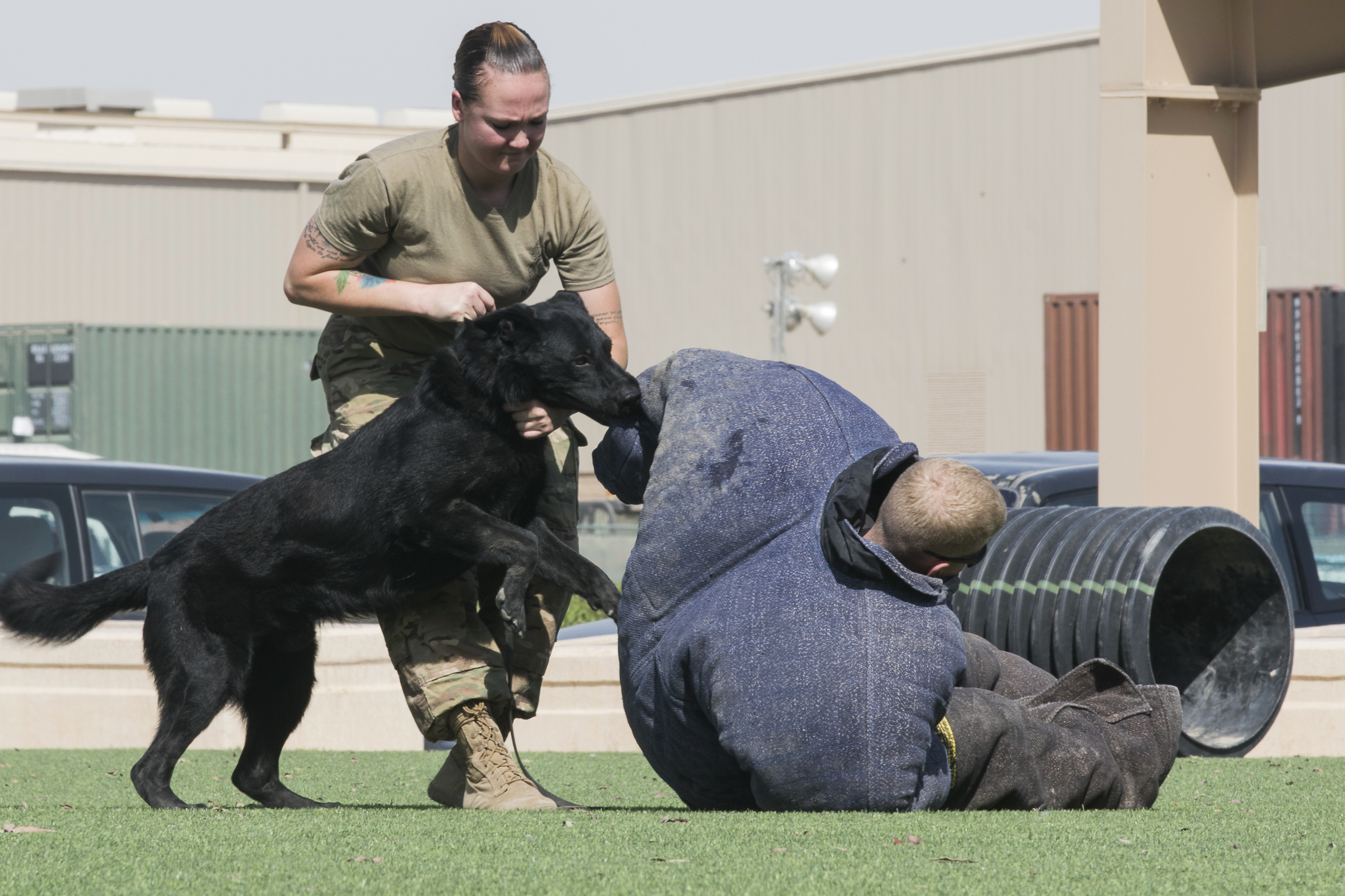 Working Dog Workout | U.S. Department of War