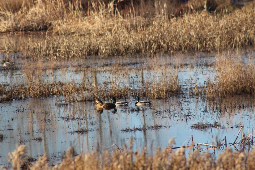 Kanopolis waterfowl blind permit applications available > Kansas City ...