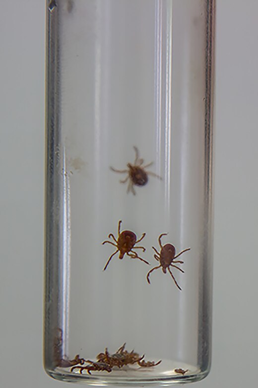 Be On The Lookout For Ticks During Missouri Summer Early Fall Whiteman Air Force Base News