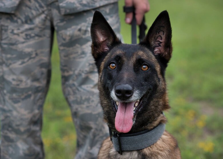 96th Test Wing's K-9s > Eglin Air Force Base > News