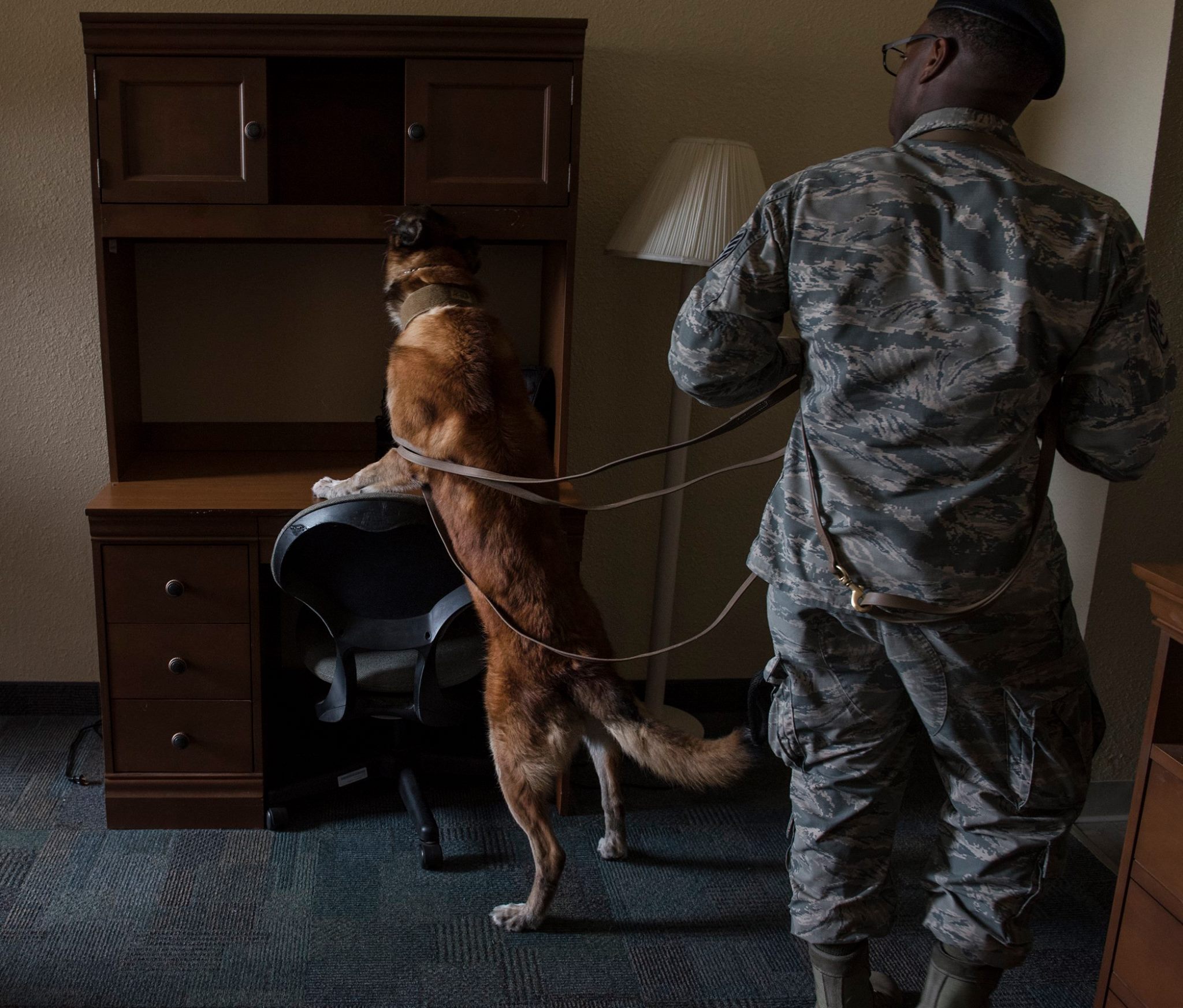 96th Test Wing's K-9s > Eglin Air Force Base > News