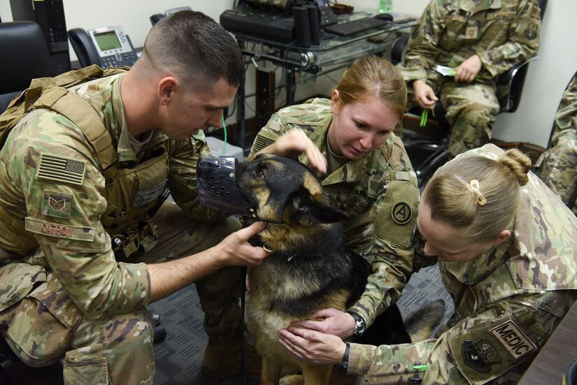 Forming partnerships to increase MWDs capabilities > Air Force Medical ...
