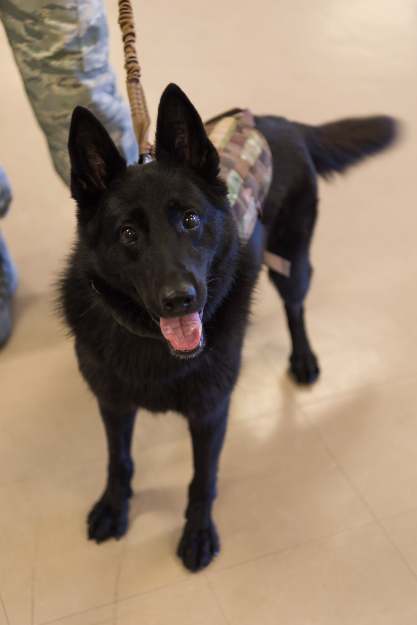 They Play Ruff > Kadena Air Base > News