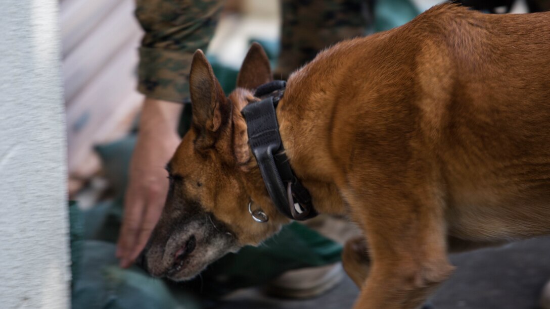 MCIPAC K-9 Conduct Narcotics Training