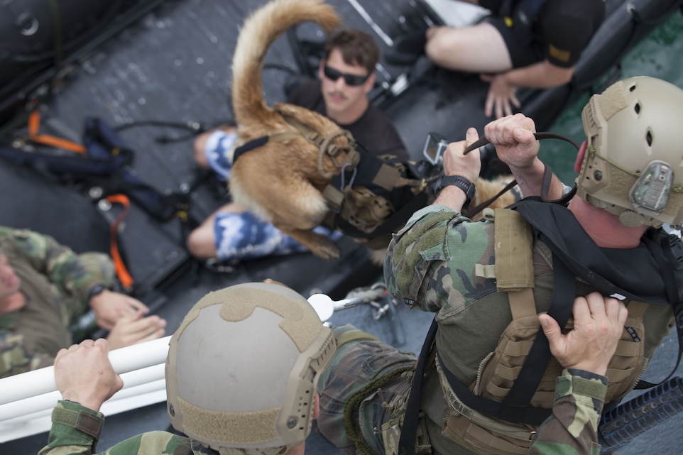 Multi-Purpose Canine Handlers: integrated force multipliers > Marine ...