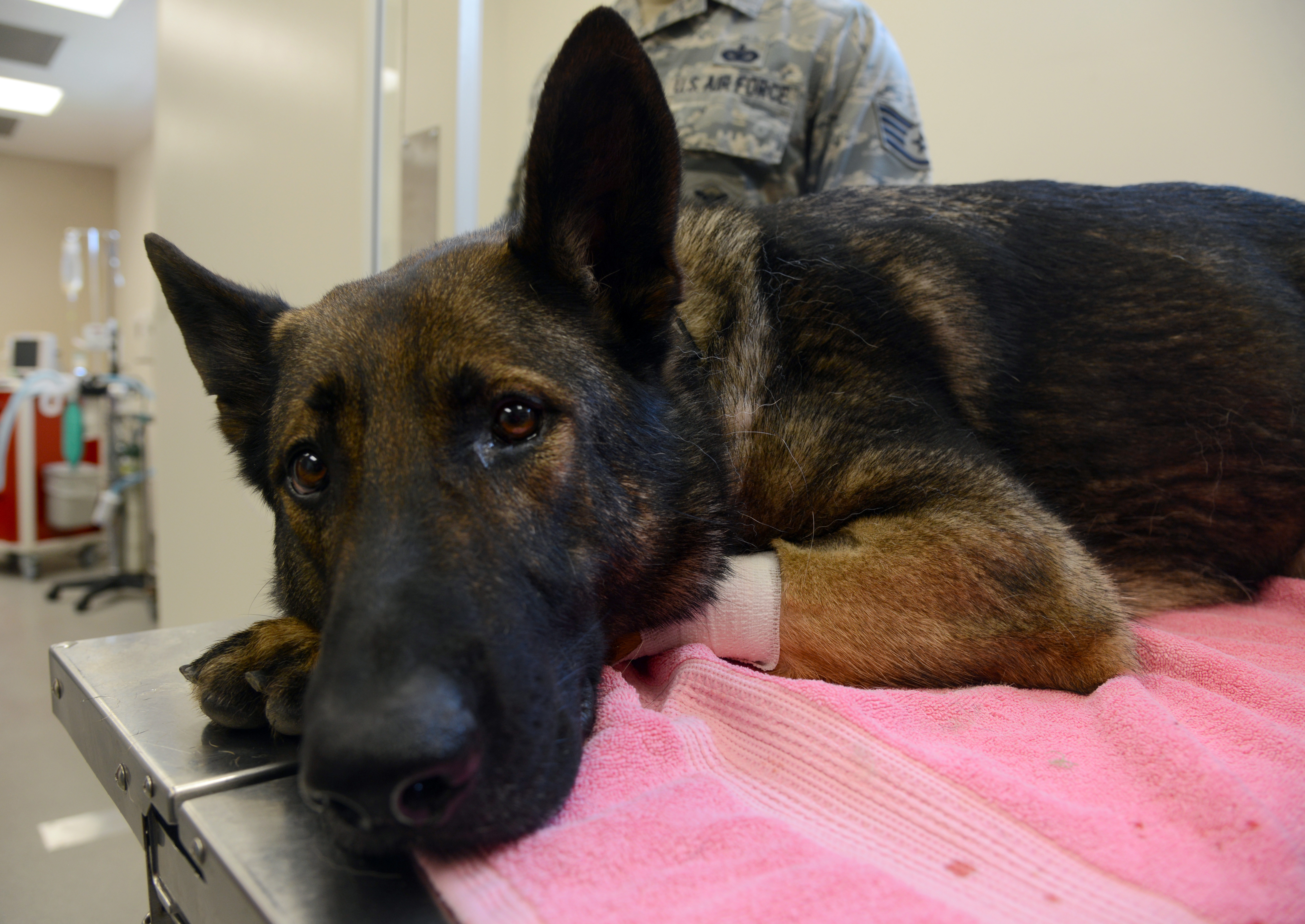 Root canal gets canine warrior’s bite back > Tinker Air Force Base ...