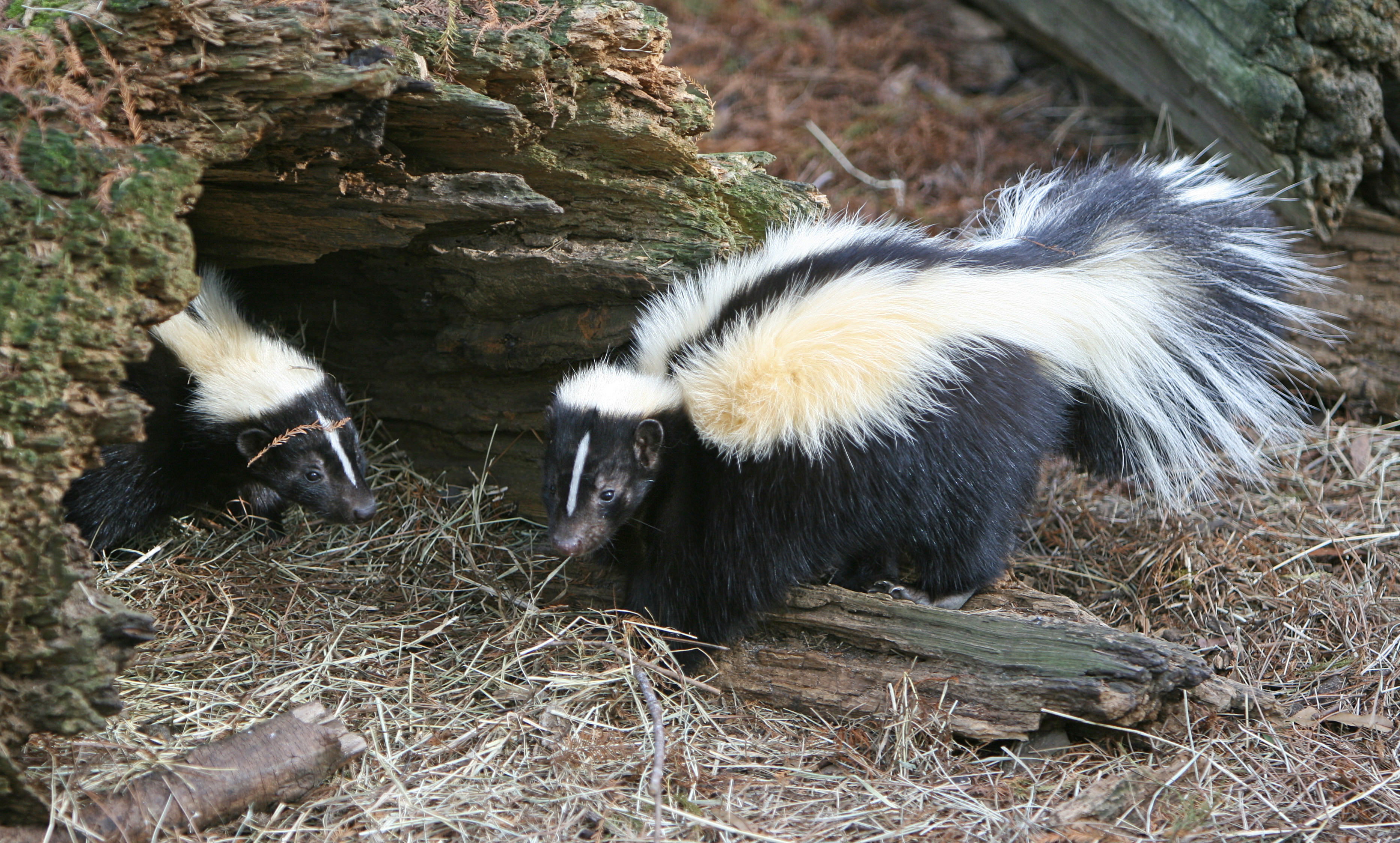 skunks with rabies