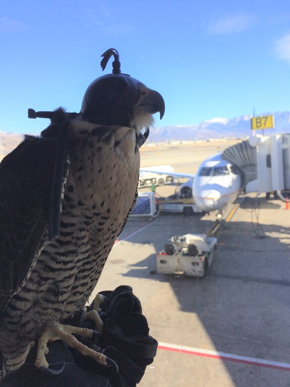 Academy gets new falcon > United States Air Force Academy > Air Force ...