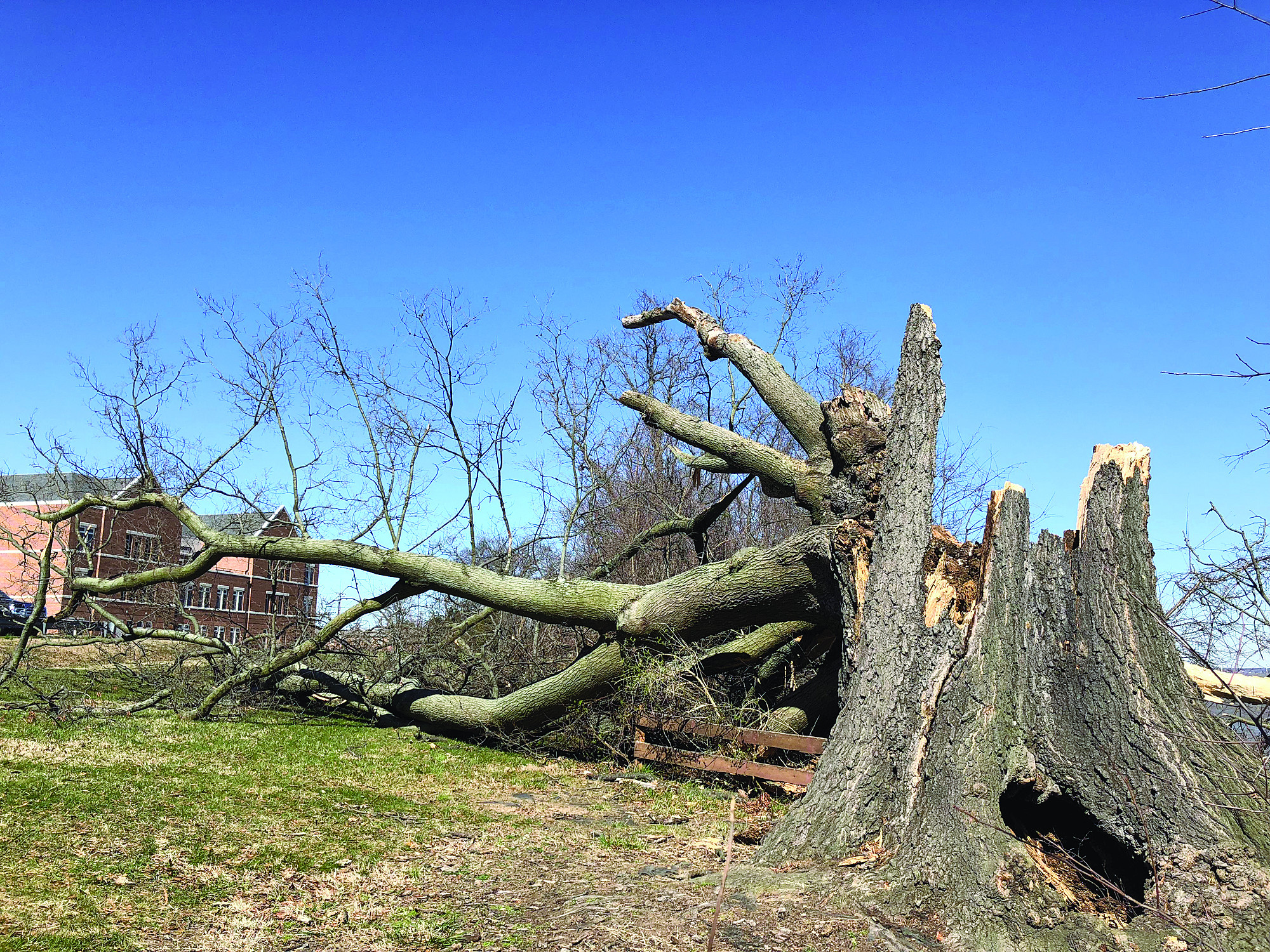 150-year-old tree, an icon of Quantico, succumbs to bomb cyclone ...