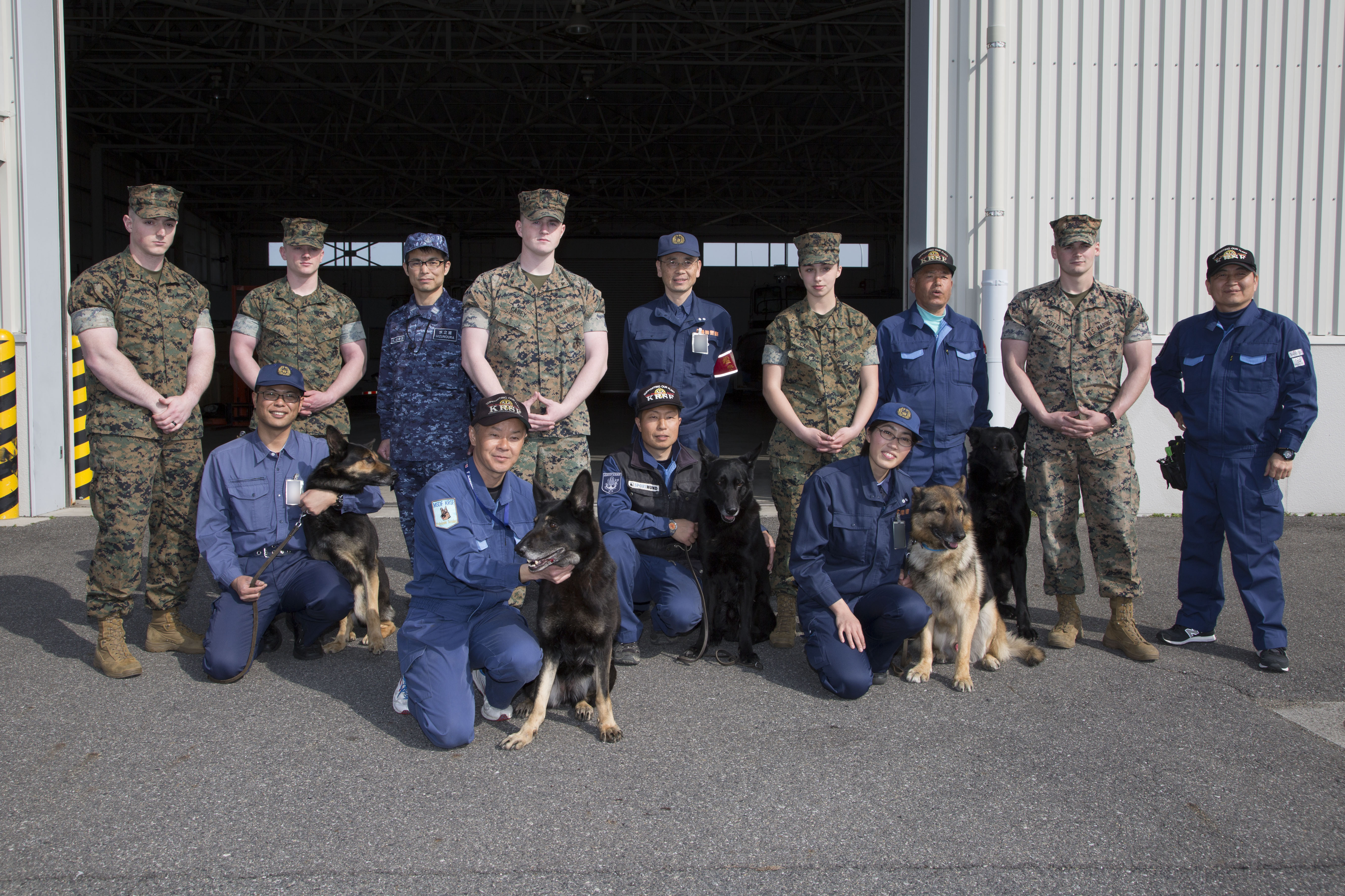 MCAS Iwakuni PMO hosts joint K-9 training > Marine Corps Air Station ...