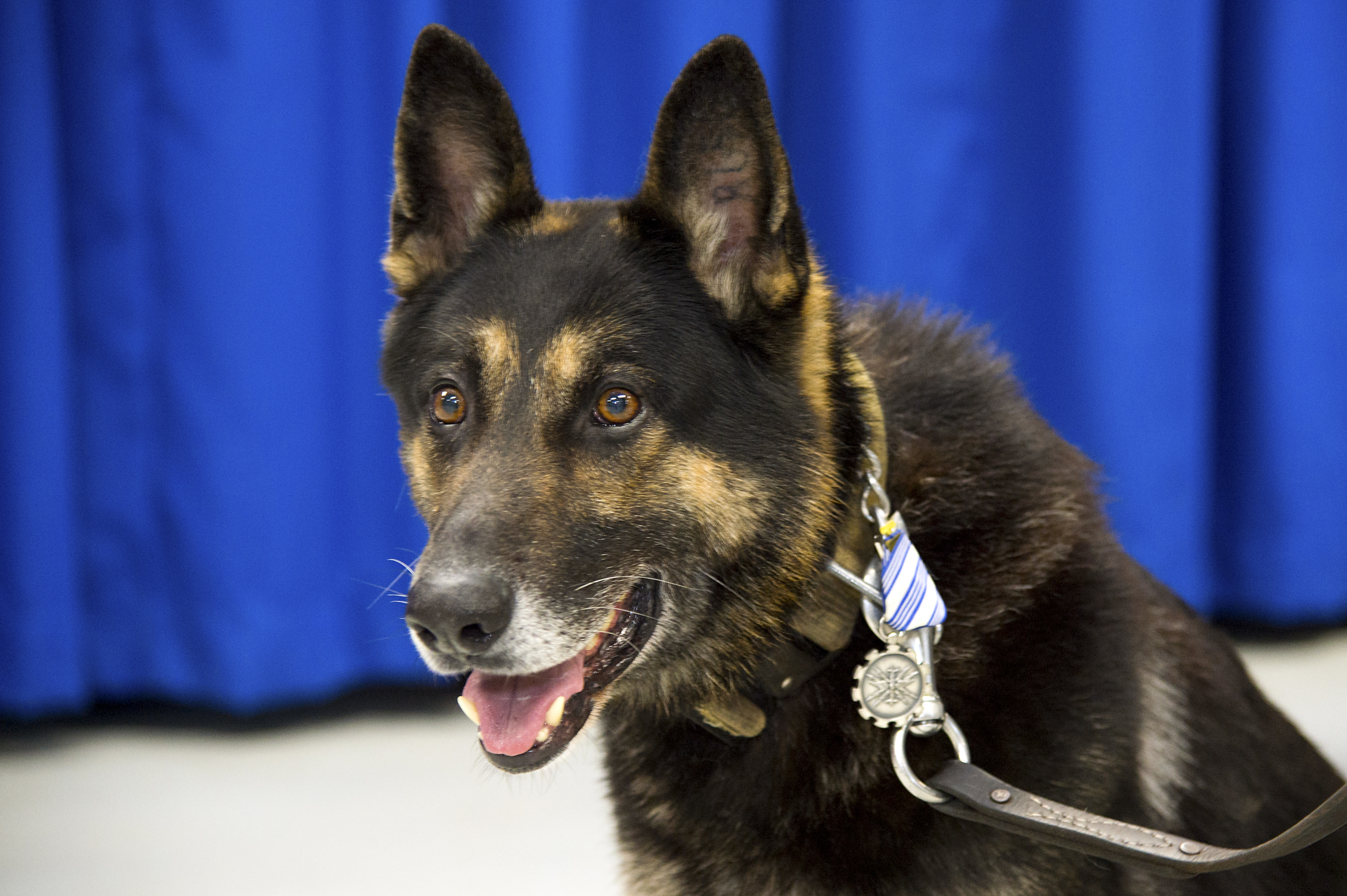 MWD retires, returns to original handler > Air Mobility Command > Display