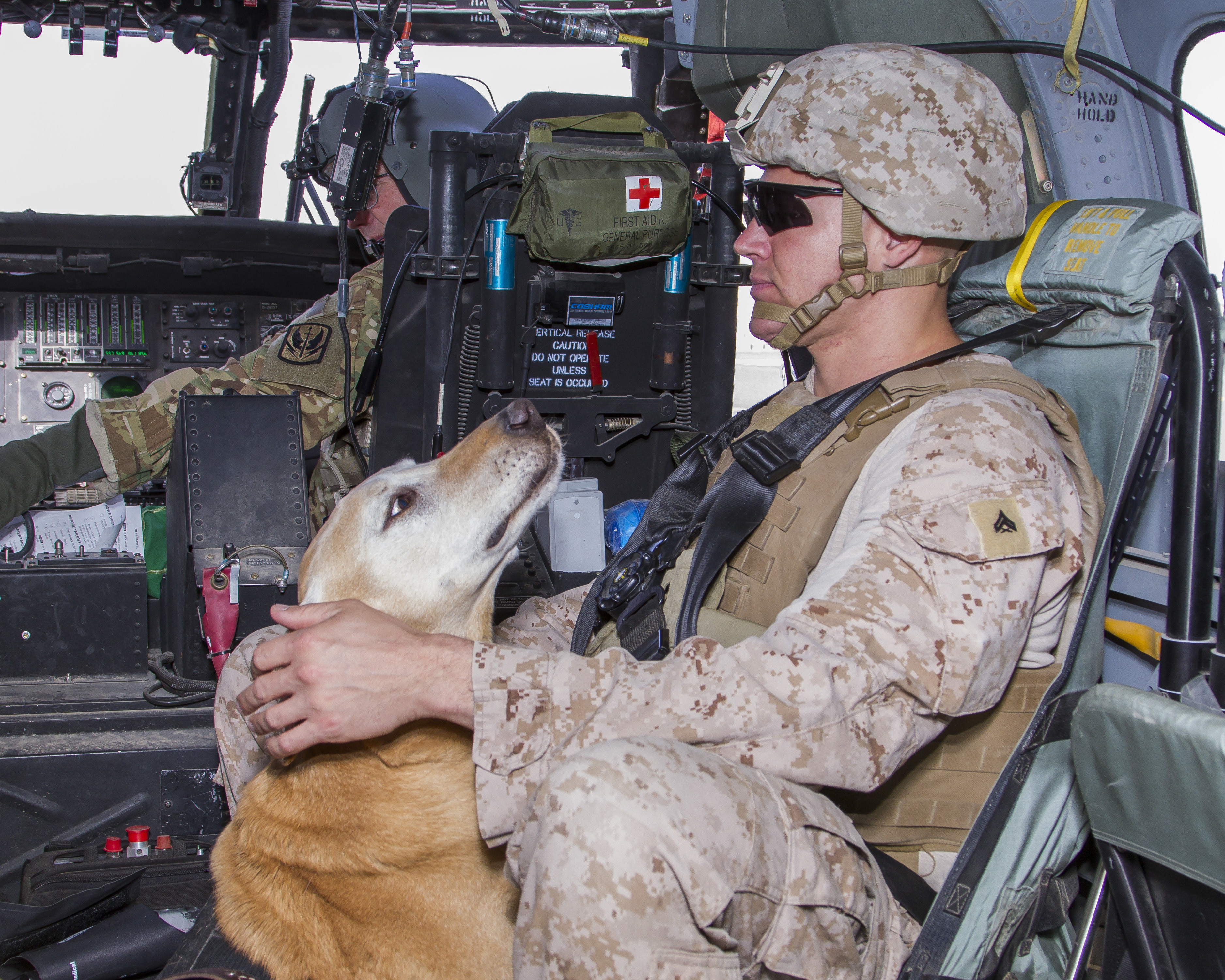 Military K-9s train in Black Hawks > U.S. Army Central > News | U.S ...