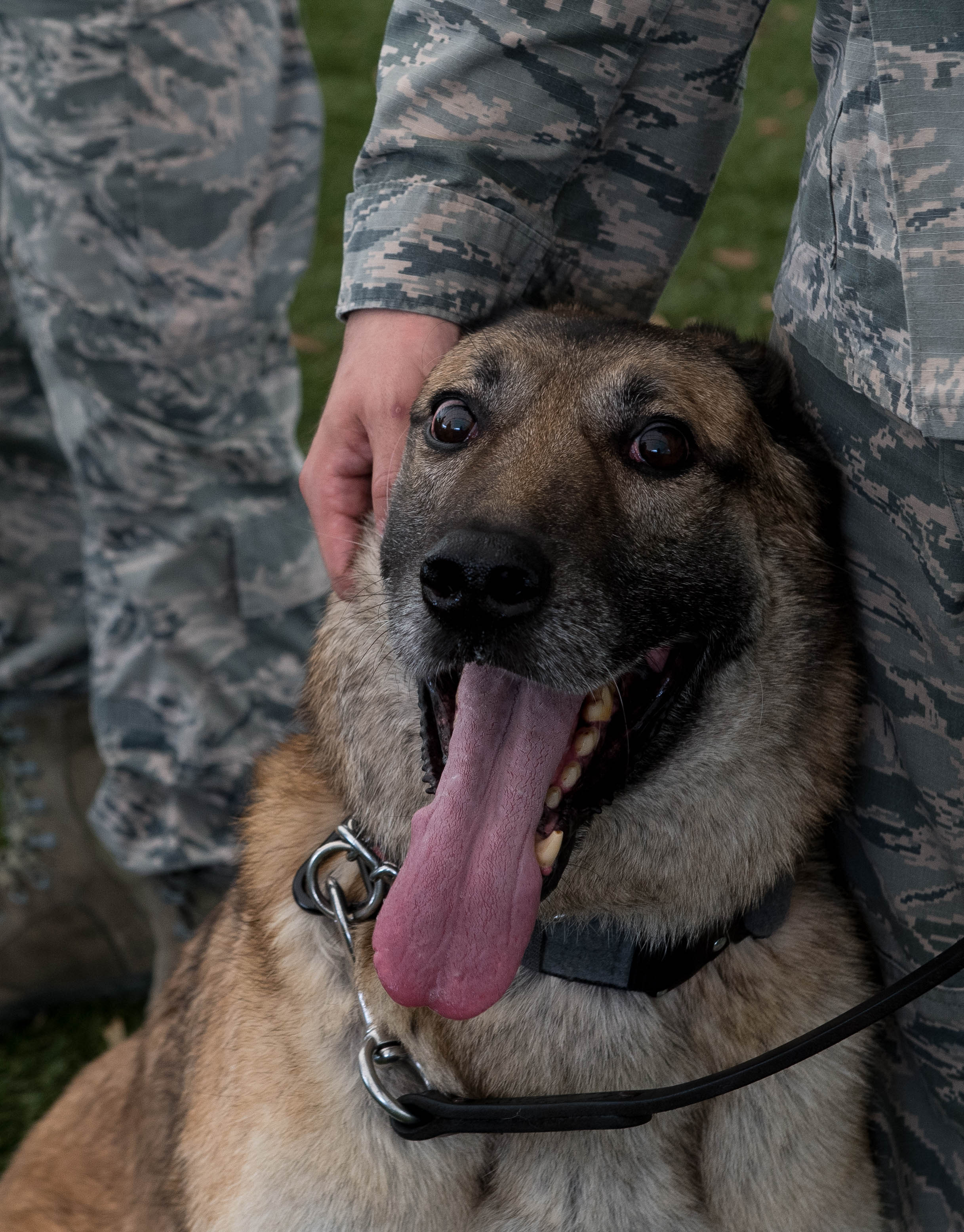 K-9 Heroes: 2nd SFS honors MWDs > Barksdale Air Force Base > News